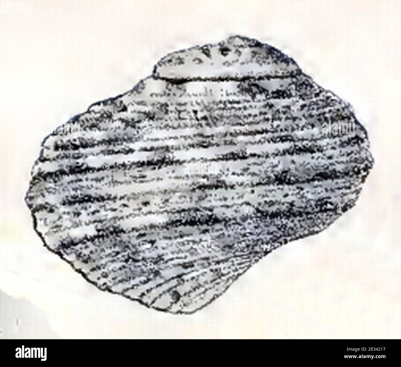 Lunella cinerea 001 Stock Photo - Alamy