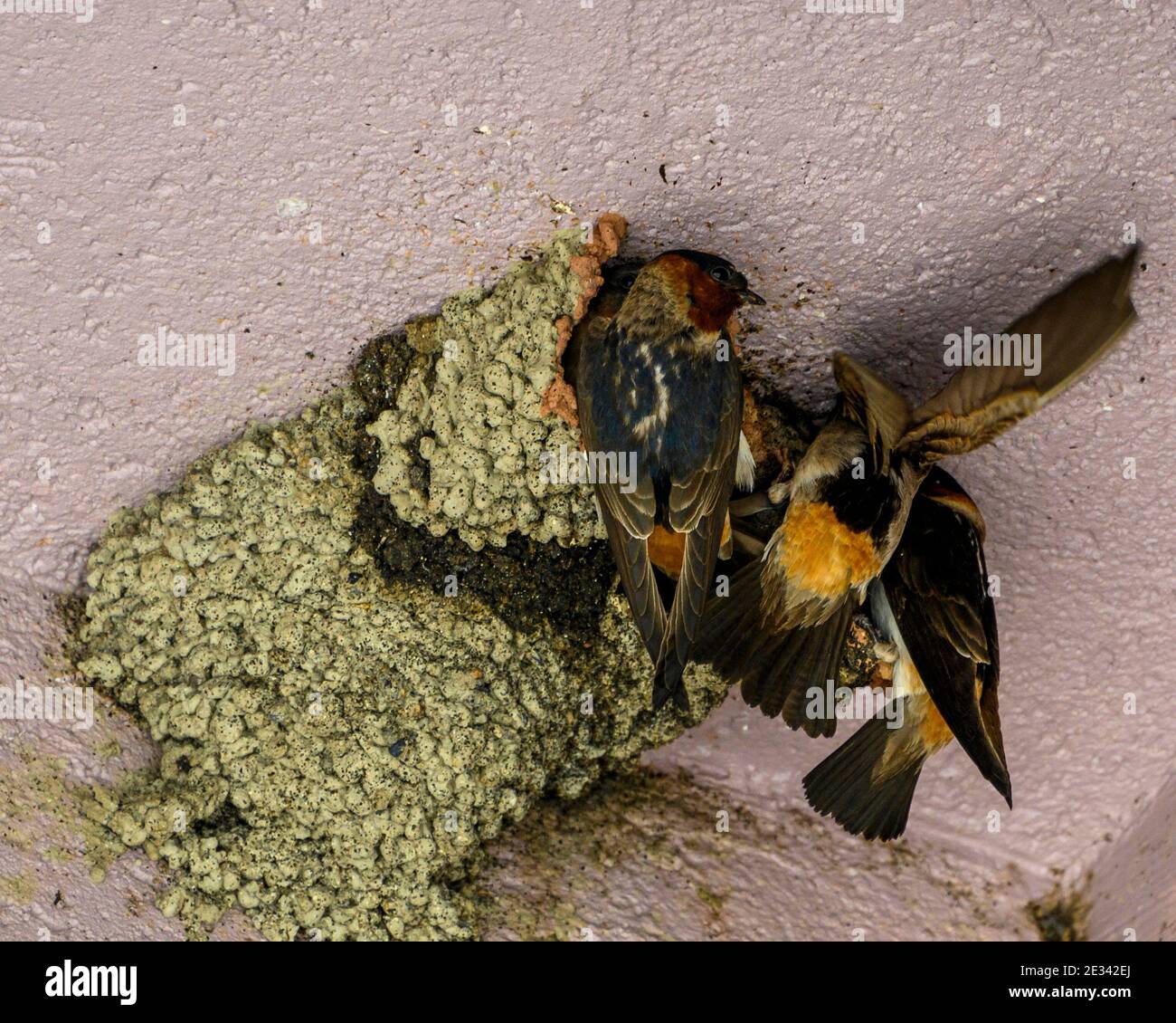 Barn swallow feeding nestling hi-res stock photography and images - Alamy