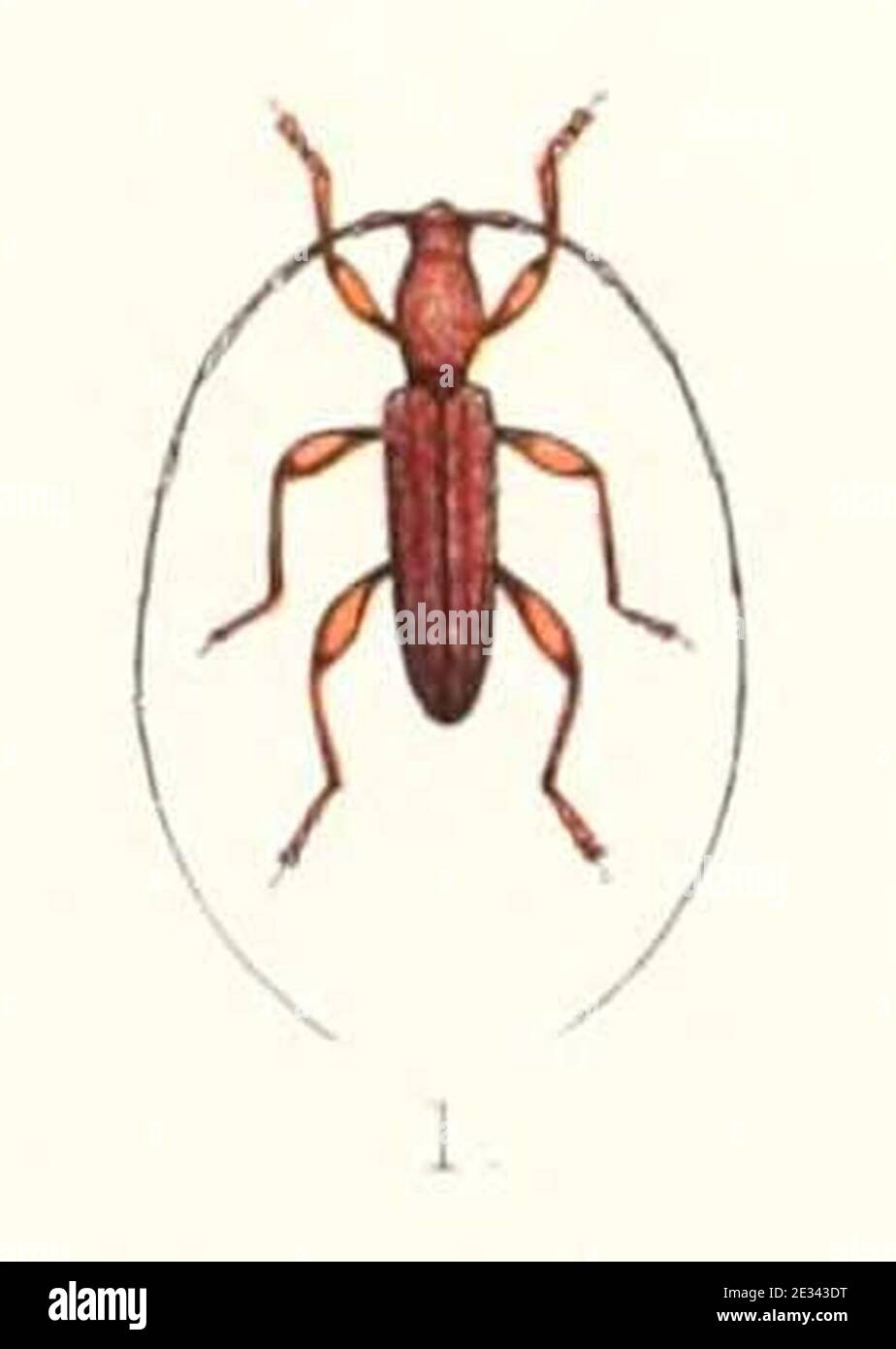 Lygrus rubrus 1894 Stock Photo - Alamy