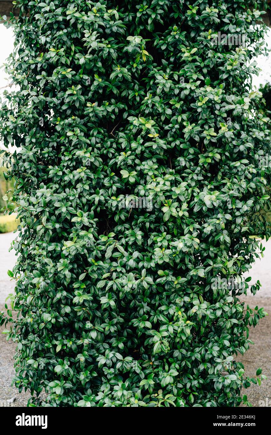 A tall green bush with small leaves winds around a column Stock Photo ...