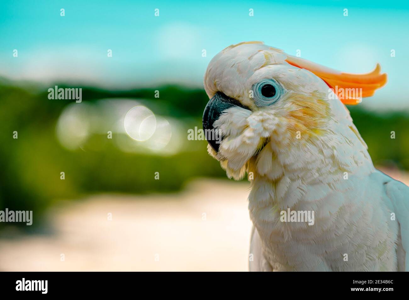White tropical bird hi-res stock photography and images - Alamy