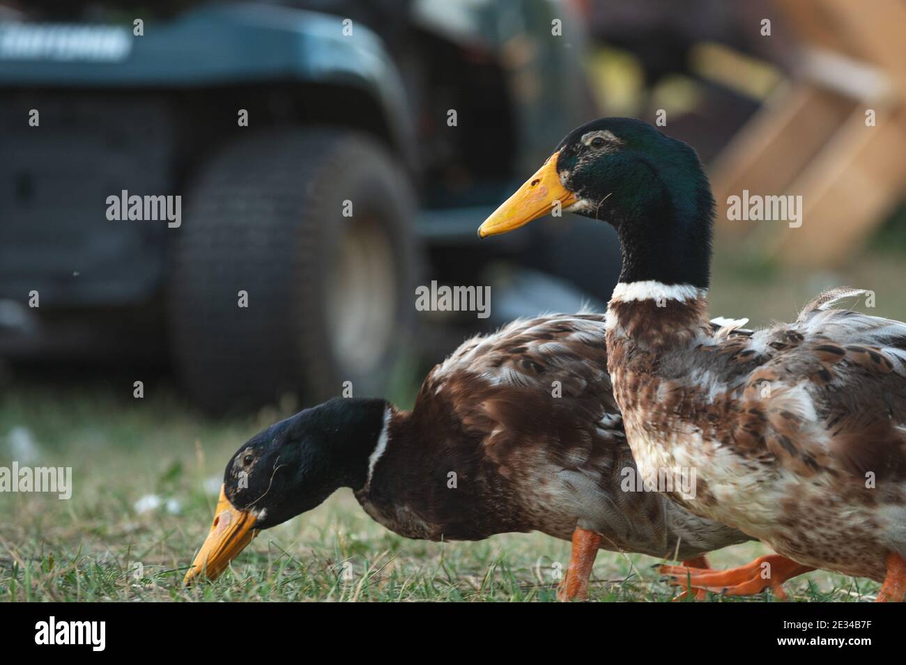 Duck ducks on farm hi-res stock photography and images - Alamy