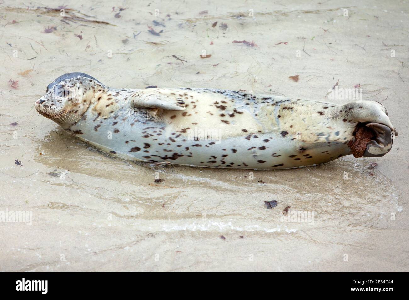 California seal hi-res stock photography and images - Alamy