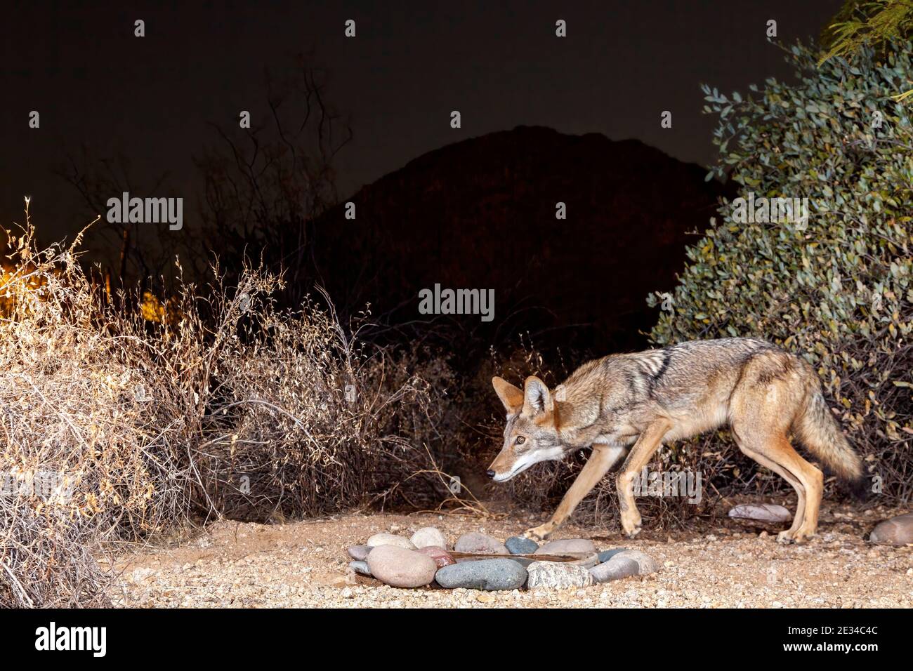 Arizona coyote animal hi-res stock photography and images - Alamy