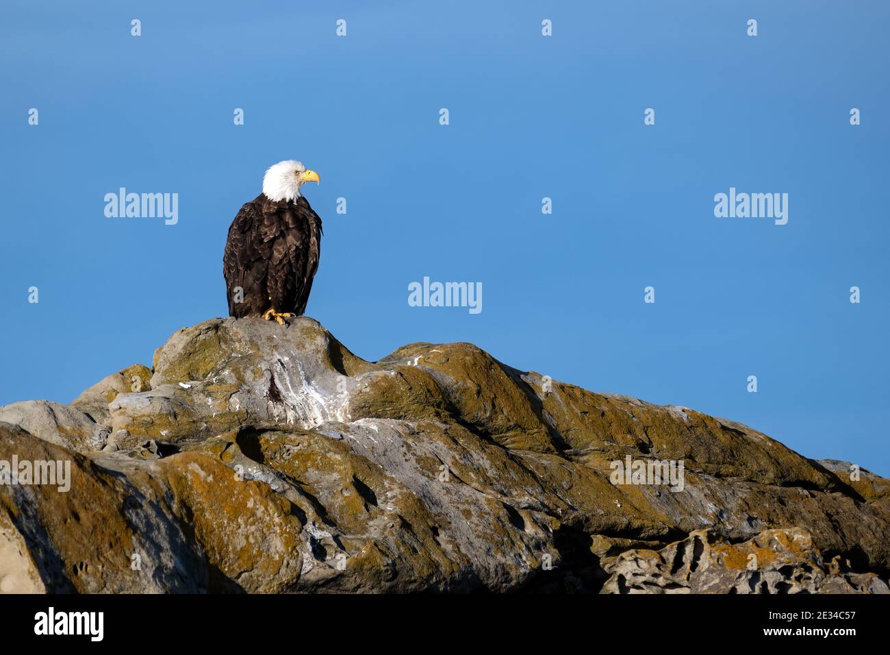 Low angle shot of a beautiful eagle standing on a rock Stock Photo - Alamy