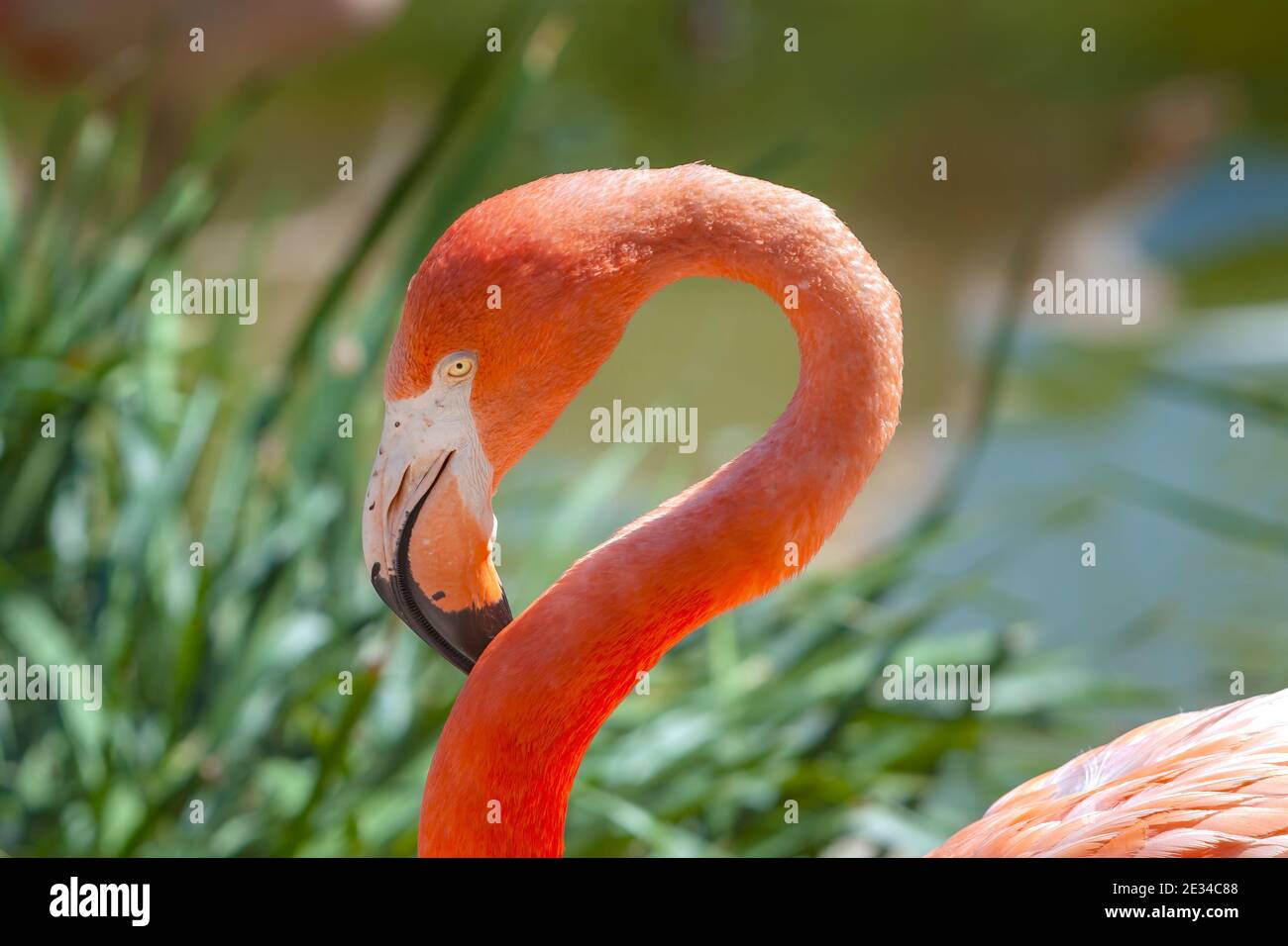 Curve of neck hi-res stock photography and images - Alamy