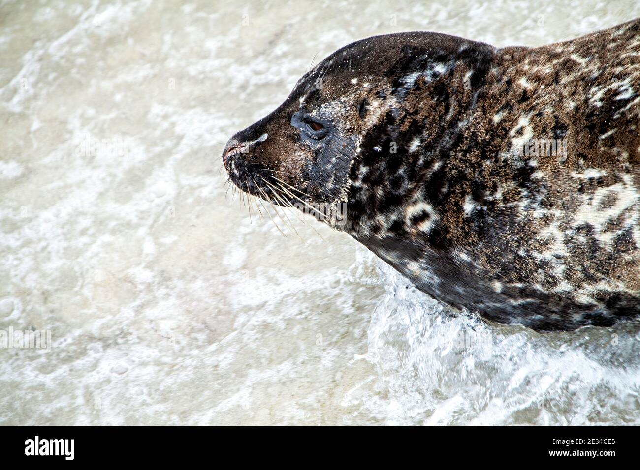 Seal fur texture hi-res stock photography and images - Alamy