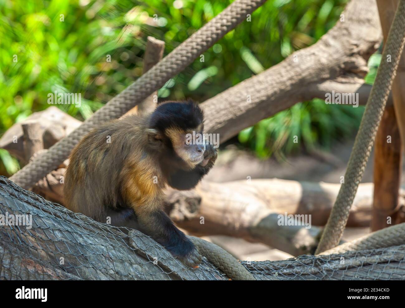 Tufted capuchin monkey hi-res stock photography and images - Alamy