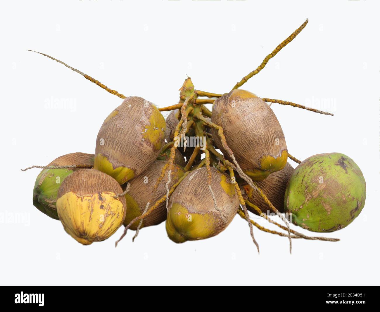 Bunch of coconuts isolated on white background Stock Photo - Alamy