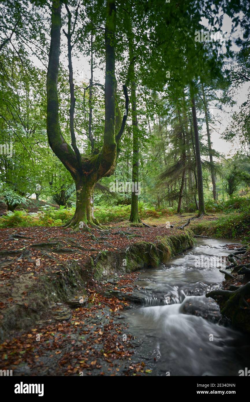 landscape of beech trees by a river in autumn Stock Photo - Alamy