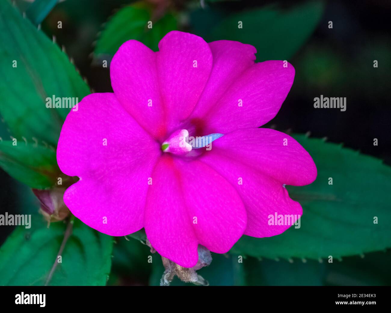 pink impatiens flower closeup green leaf garden background Stock Photo ...