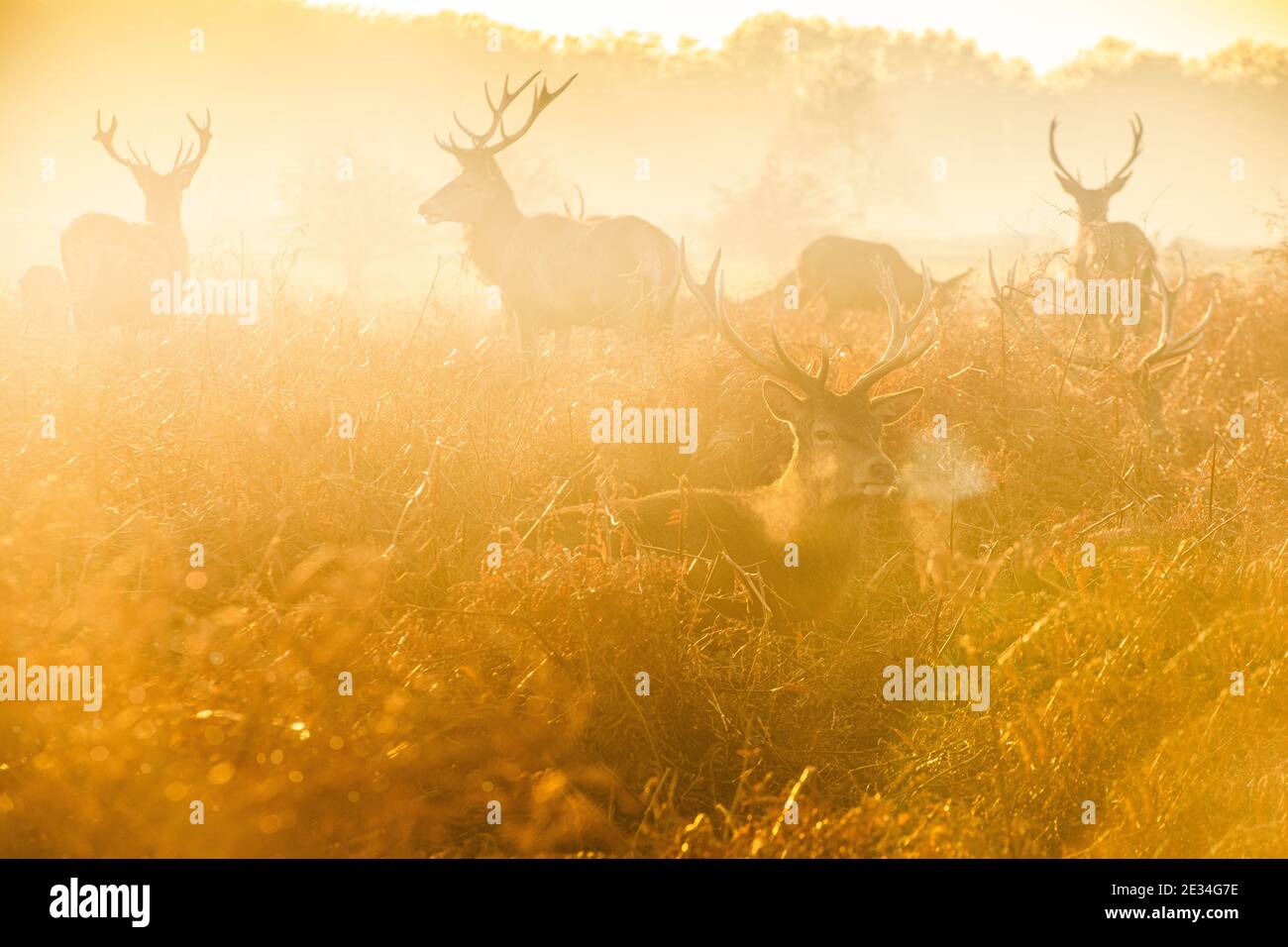 Dramatic shots of deer in Richmond park in winter Stock Photo - Alamy