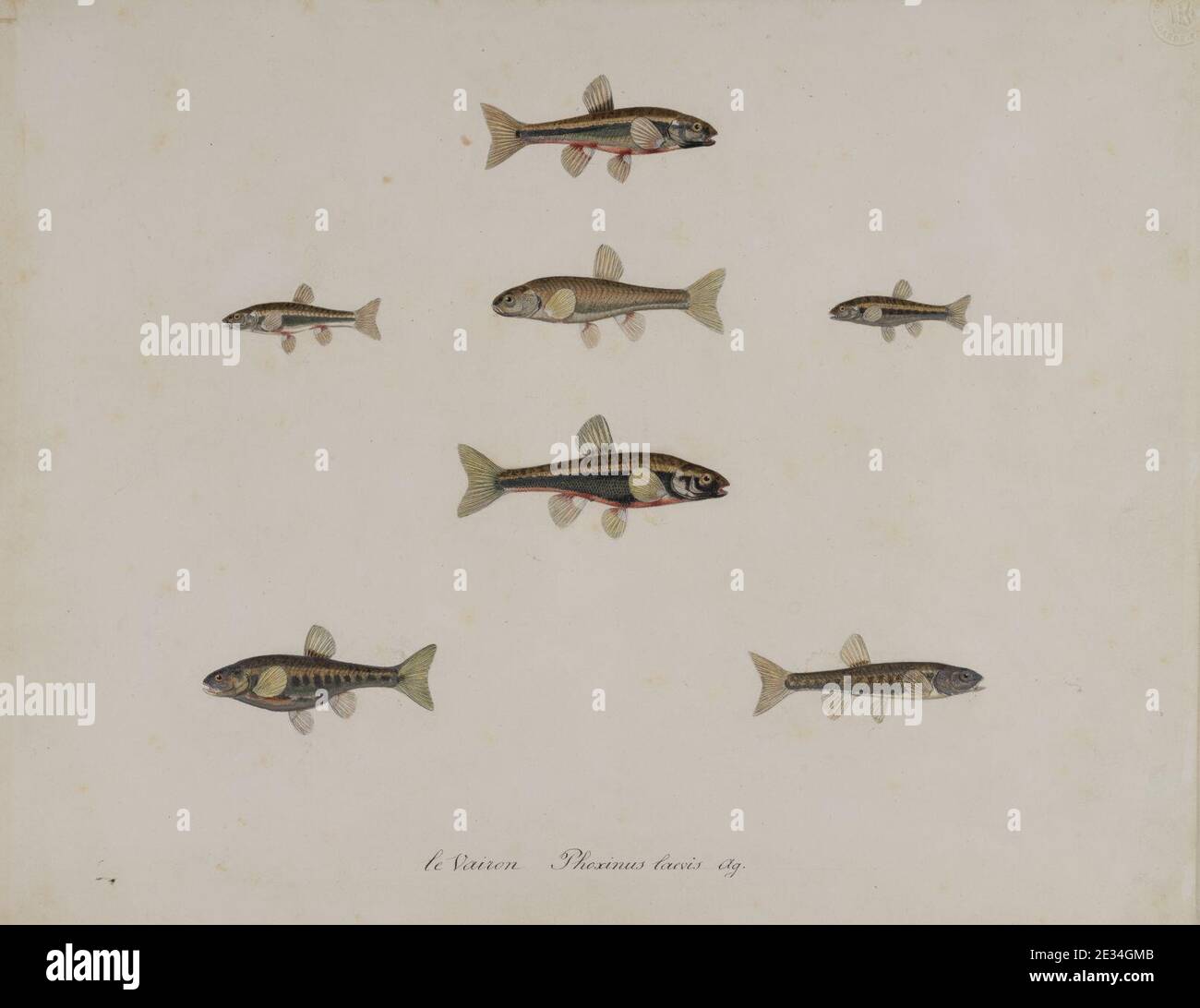 Phoxinus laevis hi-res stock photography and images - Alamy