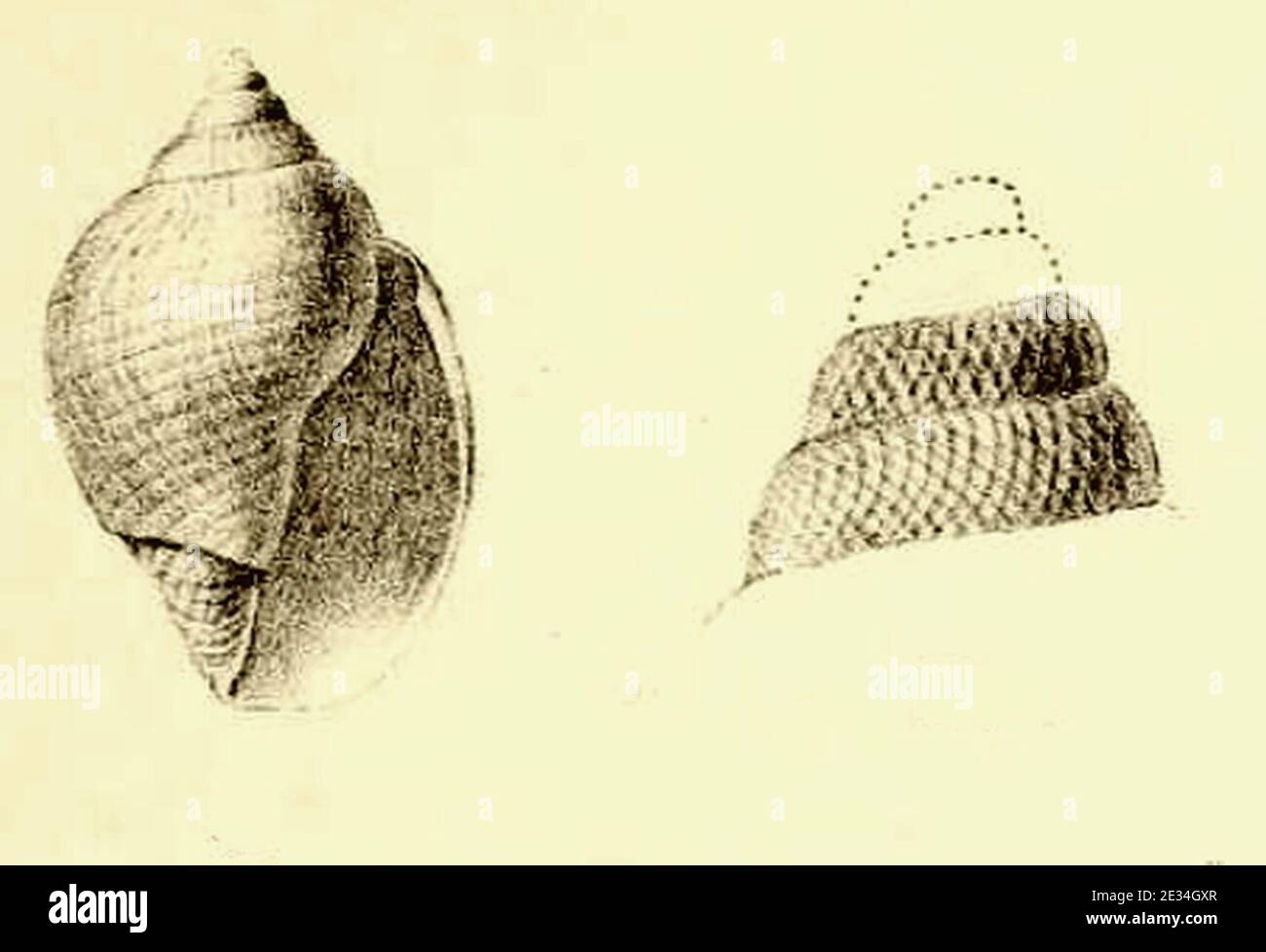 Lusitanops bullioides 001 Stock Photo - Alamy