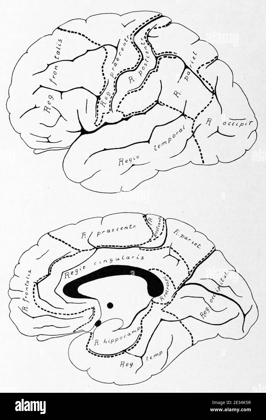 Main cytoarchitecture of human brain (K. Brodmann, 1909, p. 128, Fig ...