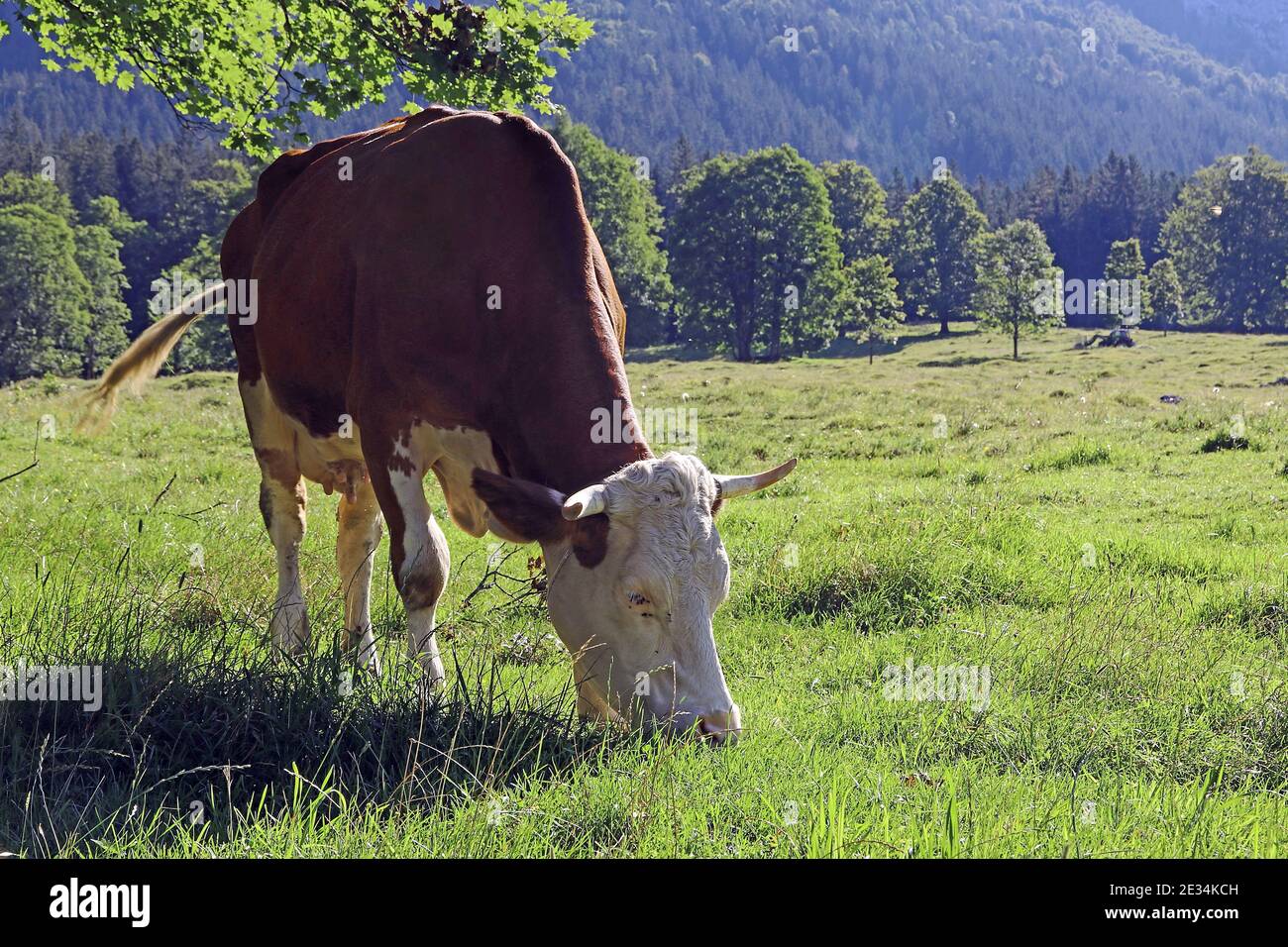 A Simmental cattle with horns in the mountains of Bavaria Stock Photo ...