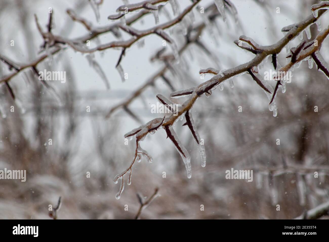 Spiky tree hi-res stock photography and images - Alamy