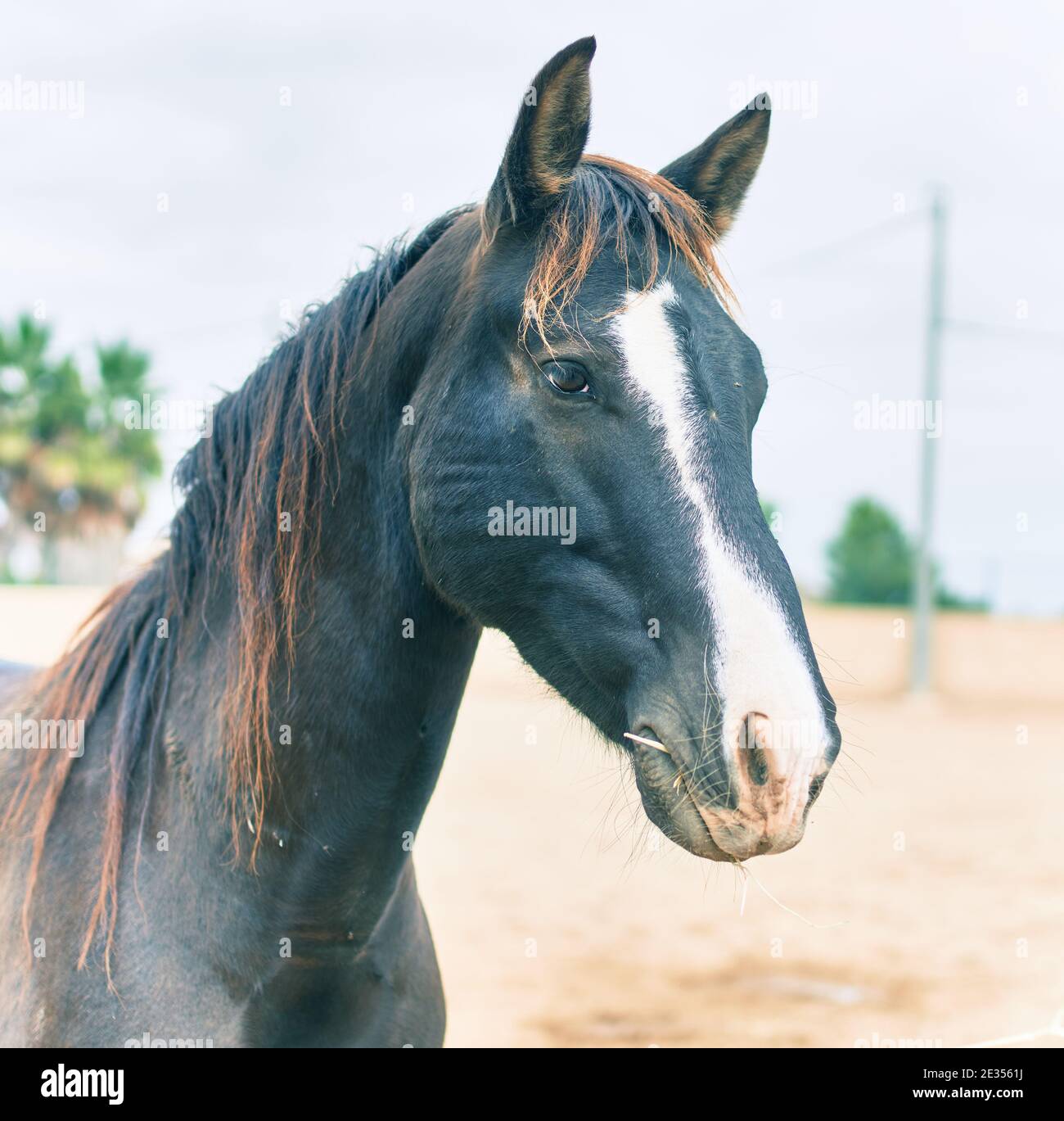 Adorable horse at the farm Stock Photo - Alamy