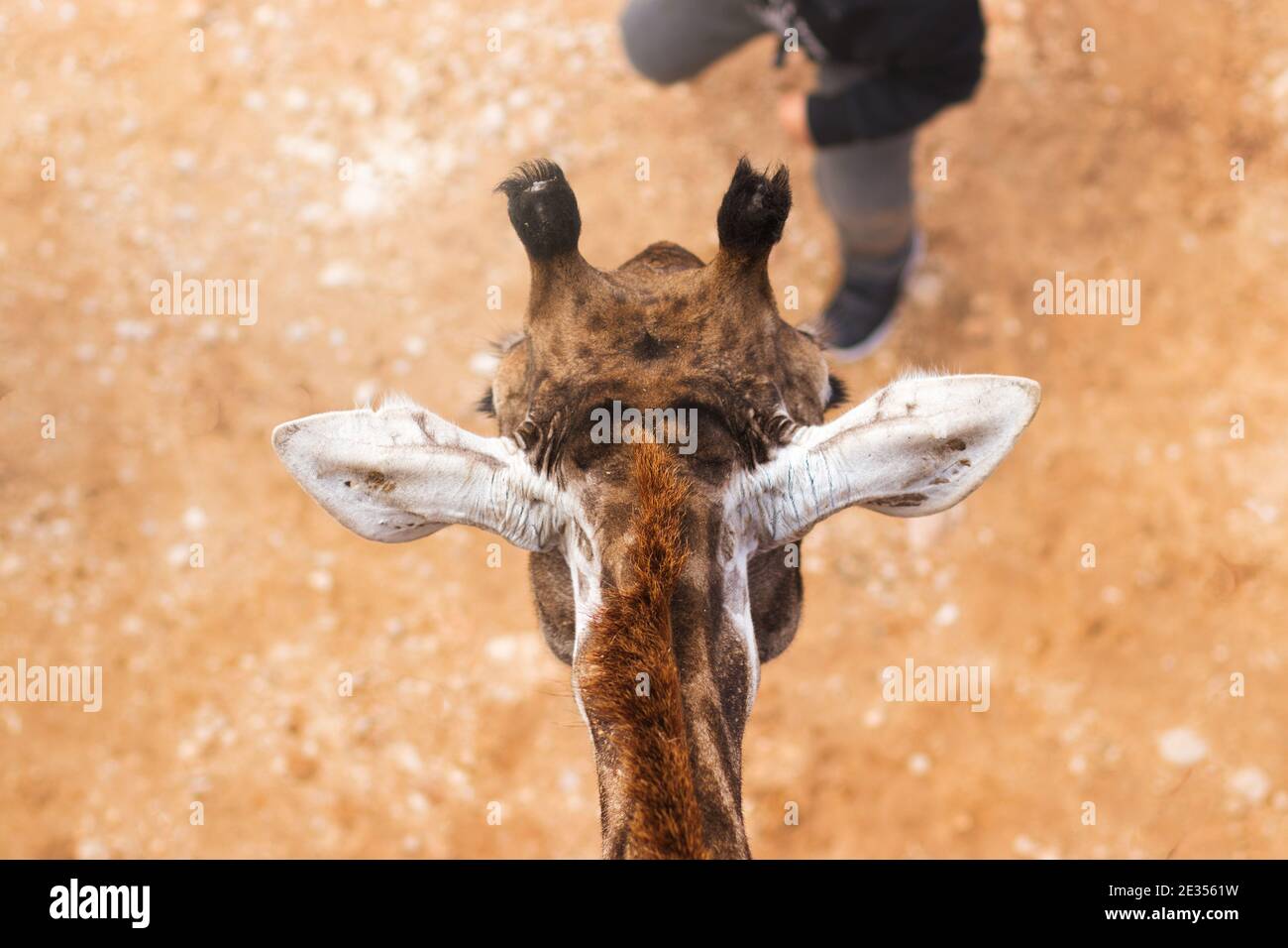 Top view of an adult giraffe, blurred background Stock Photo - Alamy