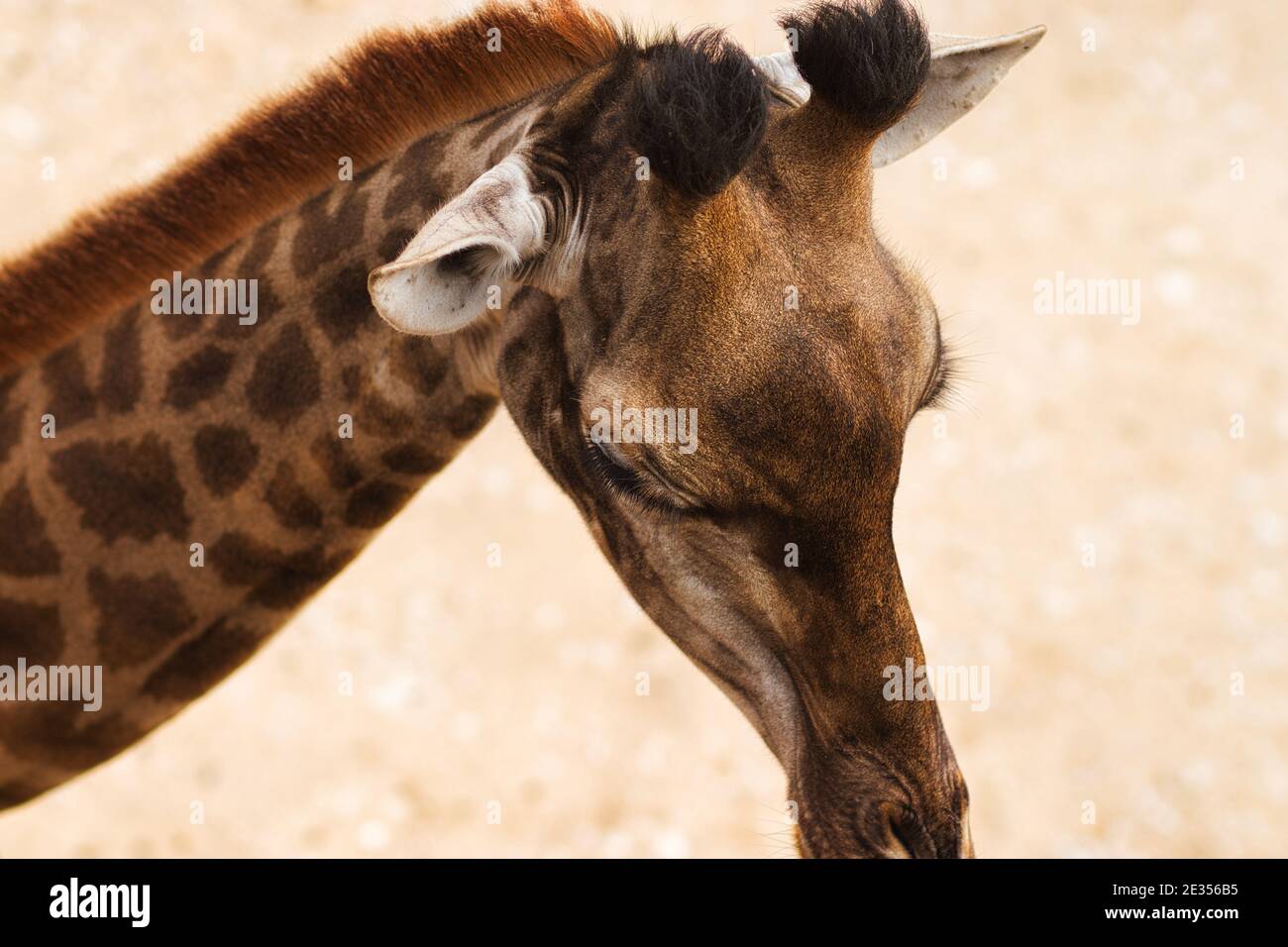 Giraffes africa hi-res stock photography and images - Alamy