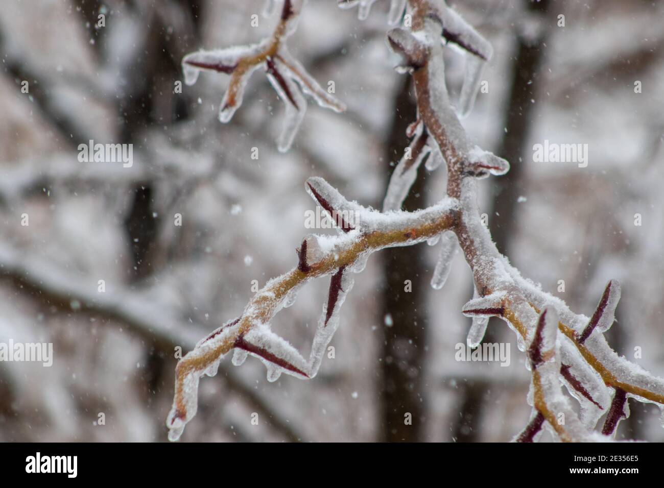 Freezing rain ice storm high hi-res stock photography and images - Alamy