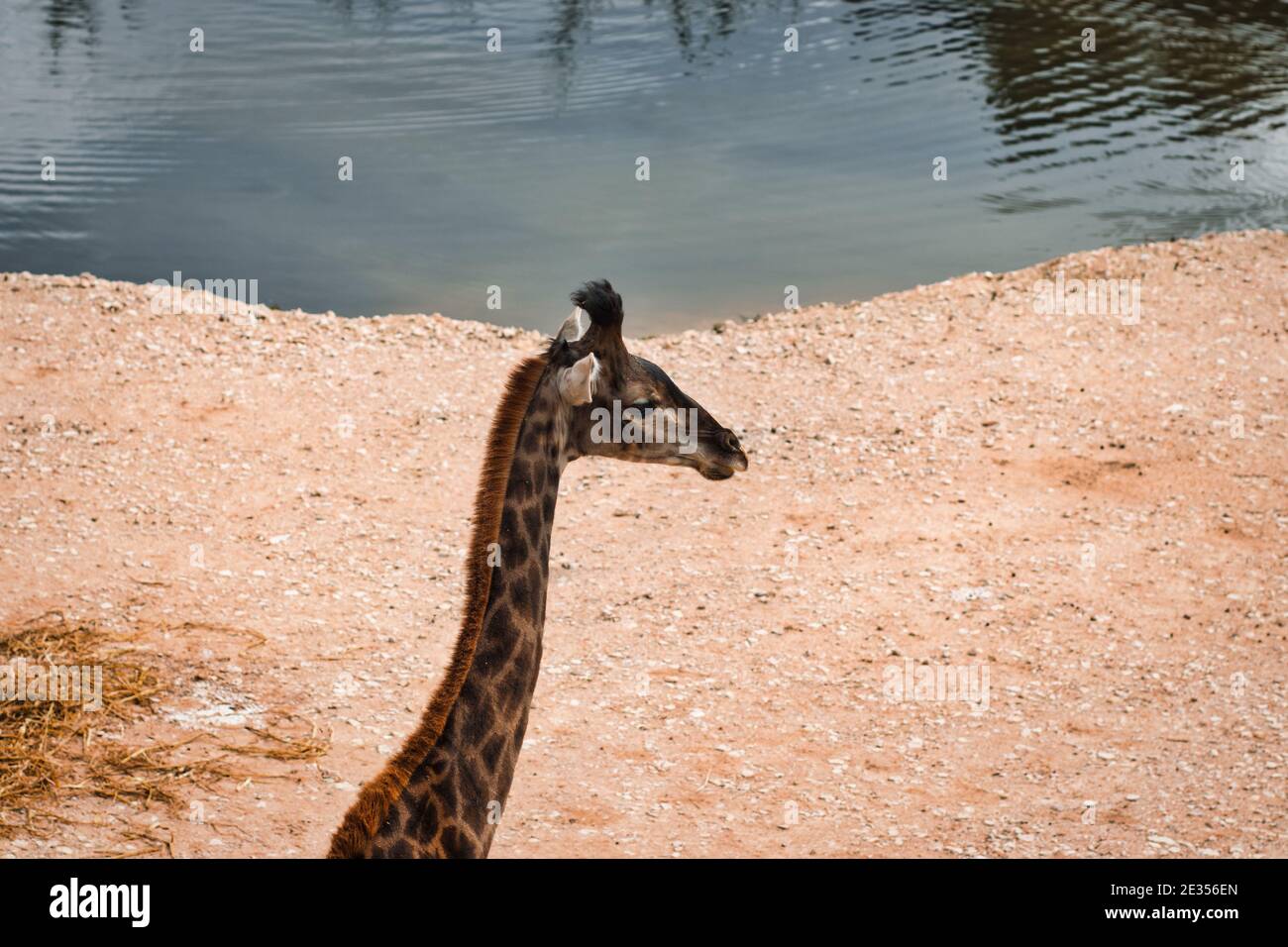 Baby giraffe face hi-res stock photography and images - Alamy