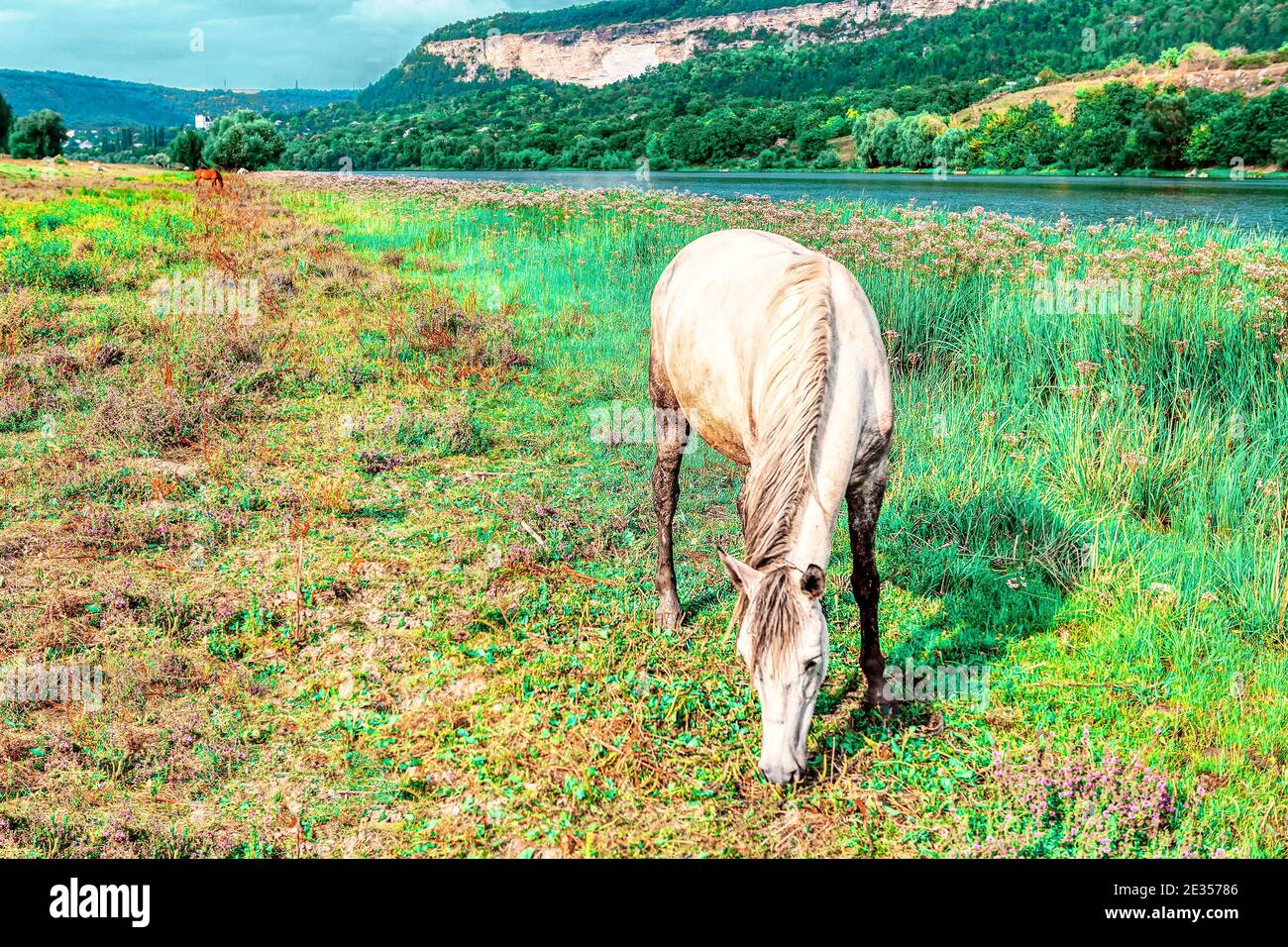 Beautiful white mare grazing at the riverside . Idyllic scenery with ...