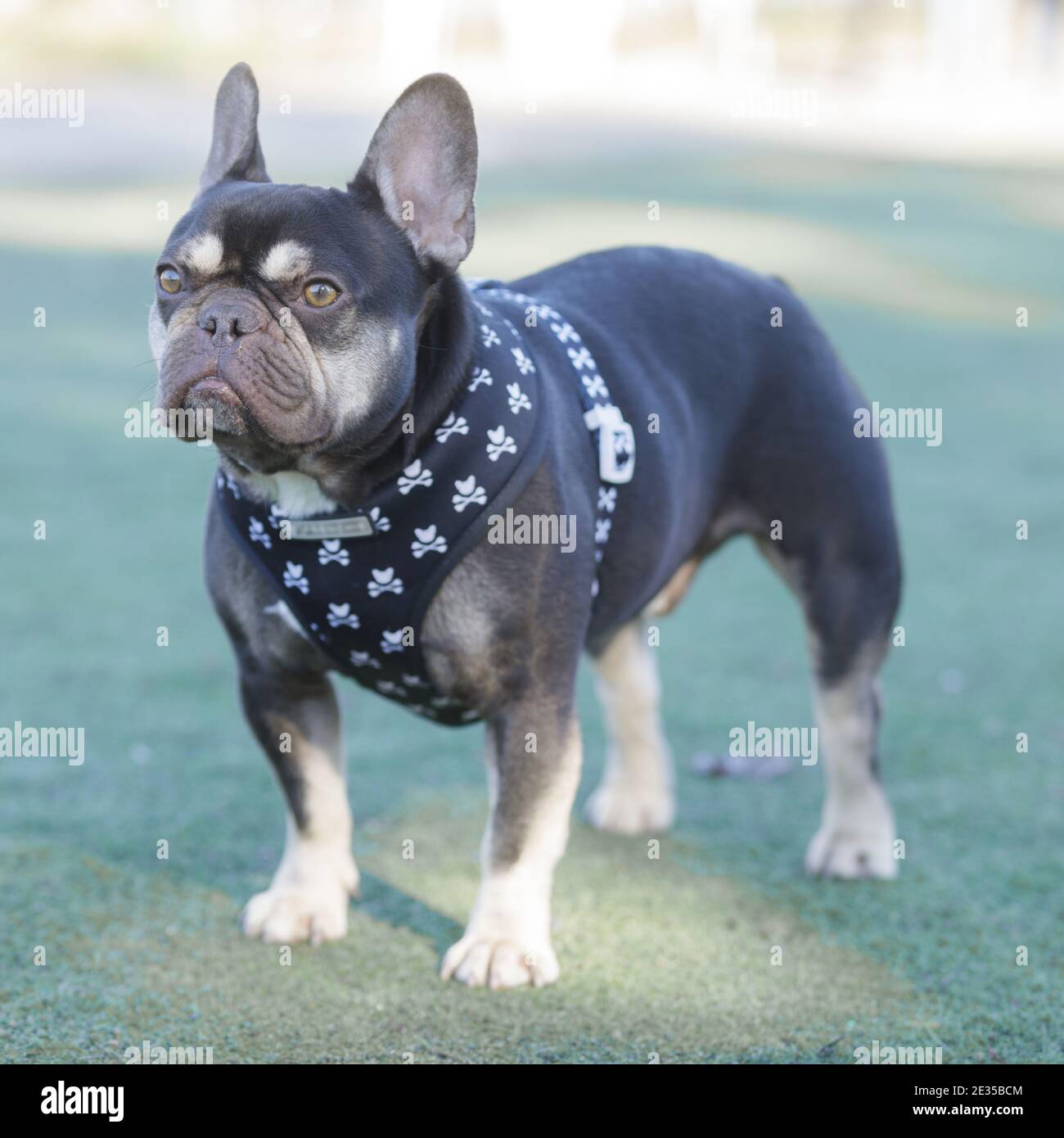 Brown Bat High Resolution Stock Photography and Images - Alamy