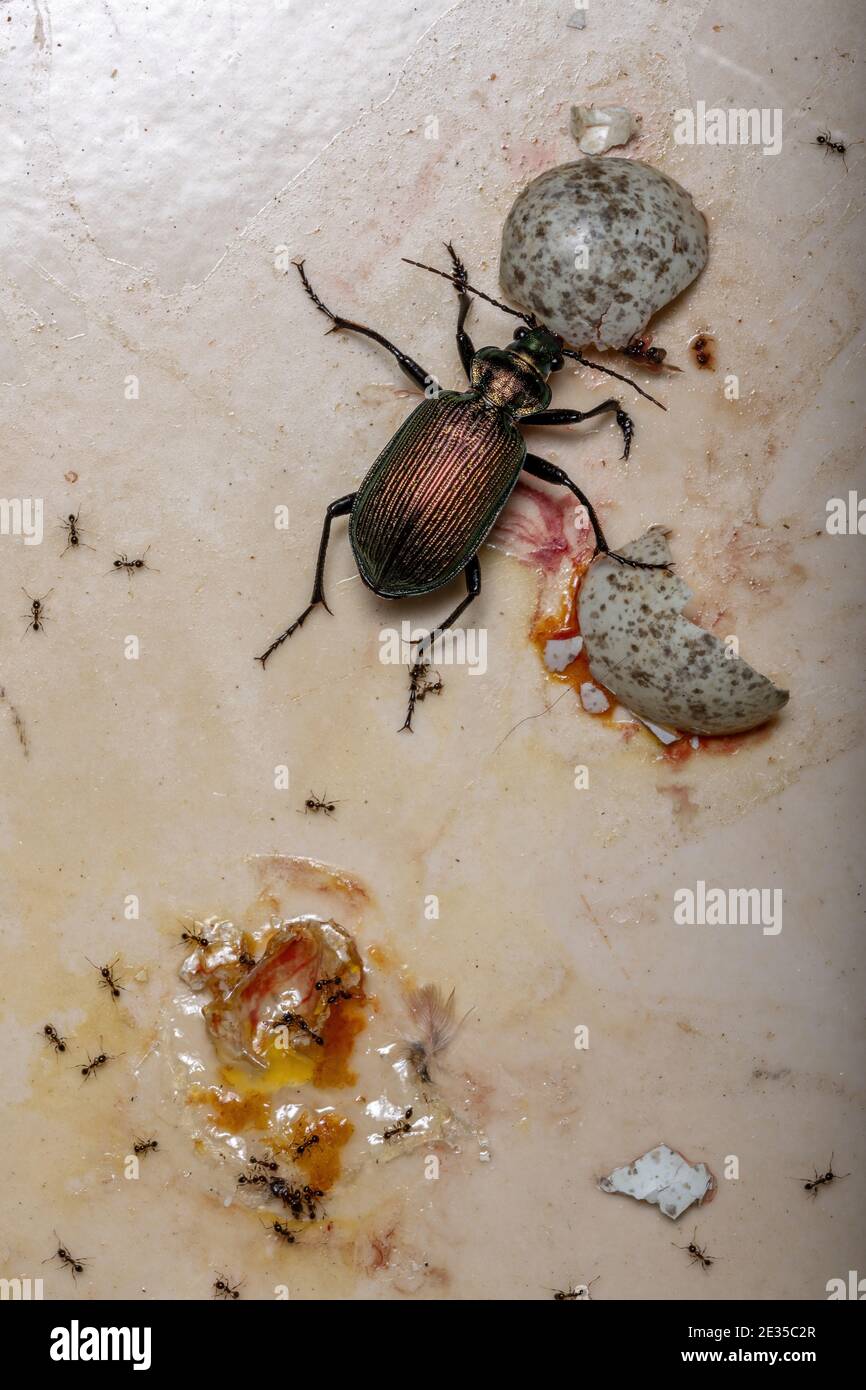 Adult Caterpillar hunter Beetle of the species Calosoma alternans Stock ...