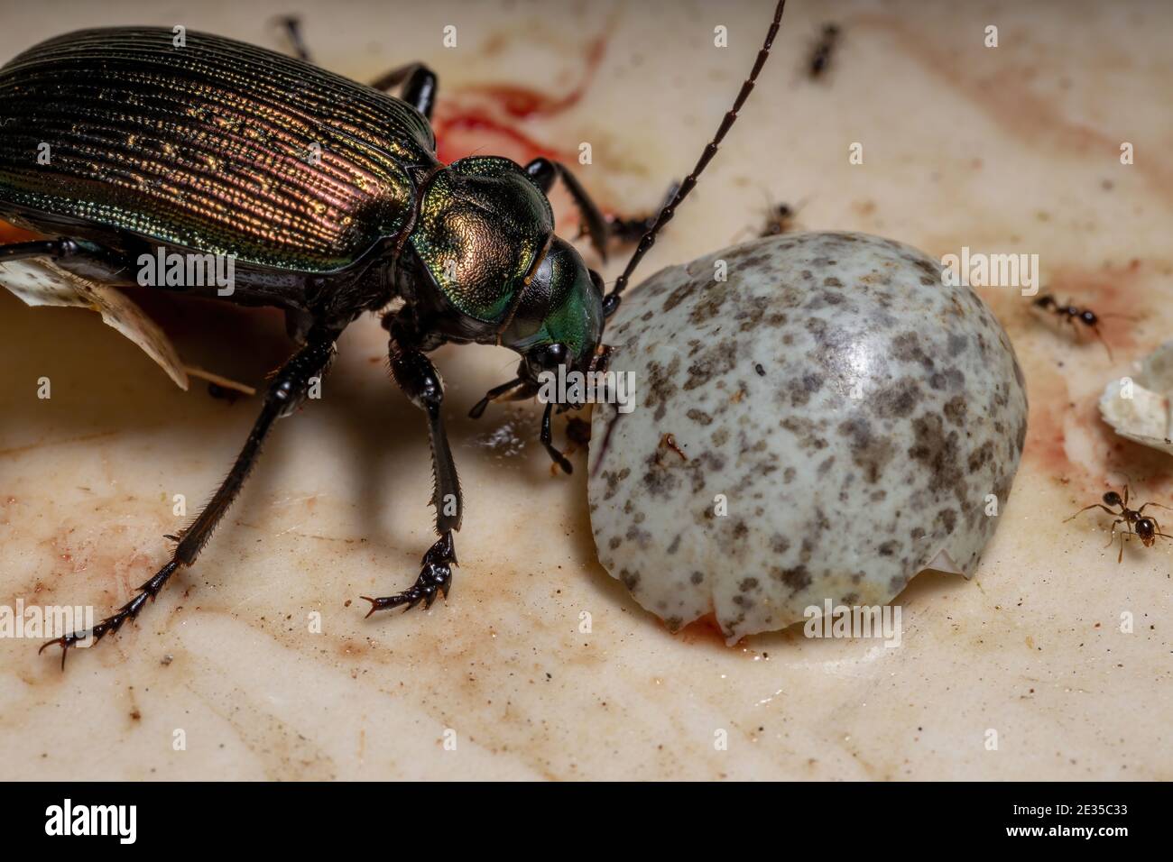 Carabini High Resolution Stock Photography and Images - Alamy