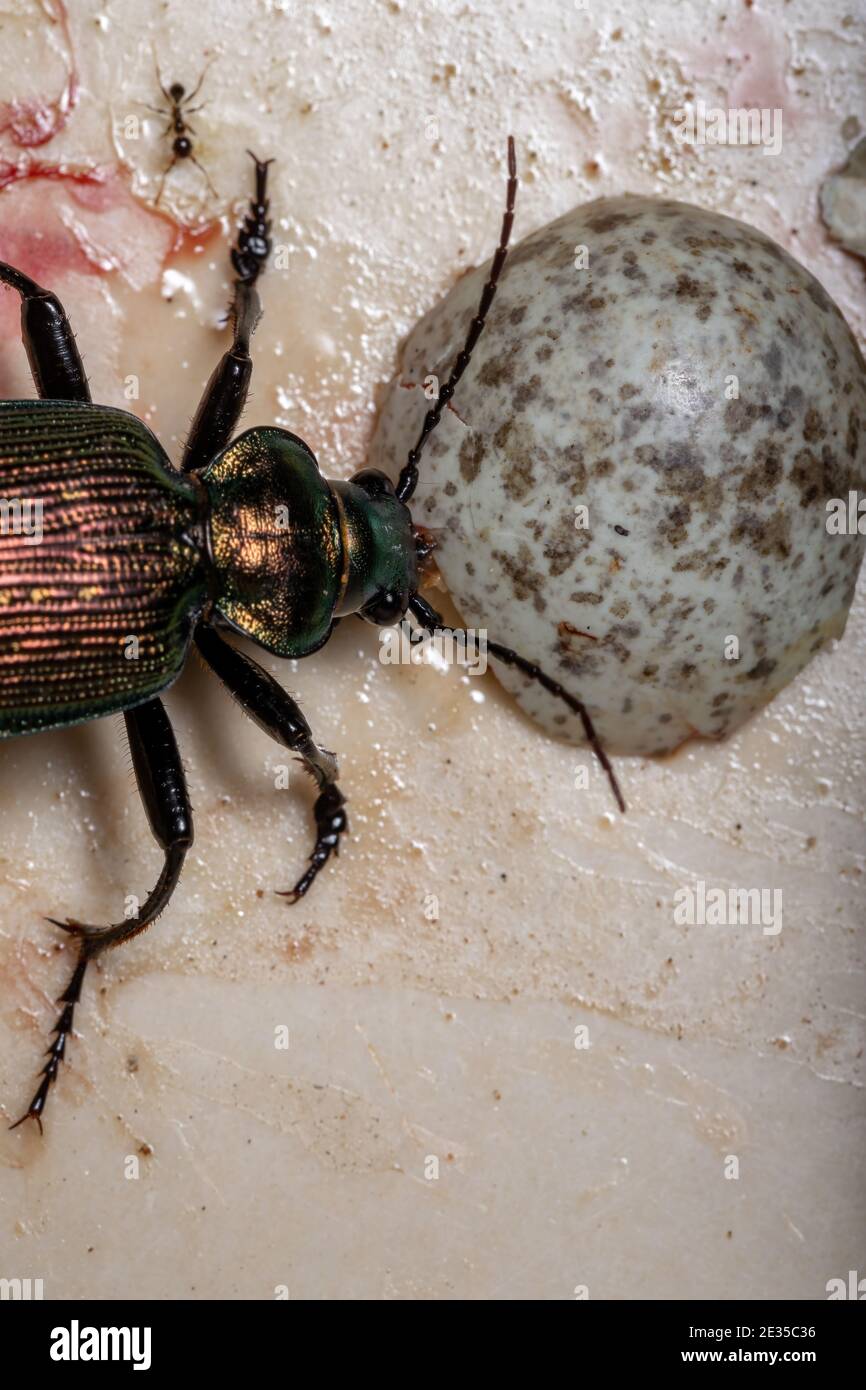 Adult Caterpillar hunter Beetle of the species Calosoma alternans Stock ...
