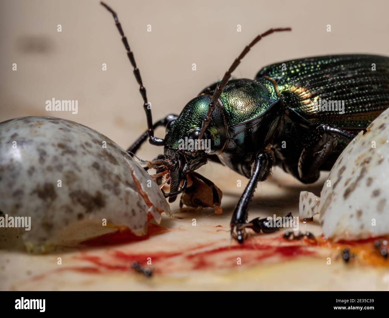 Adult Caterpillar hunter Beetle of the species Calosoma alternans Stock ...