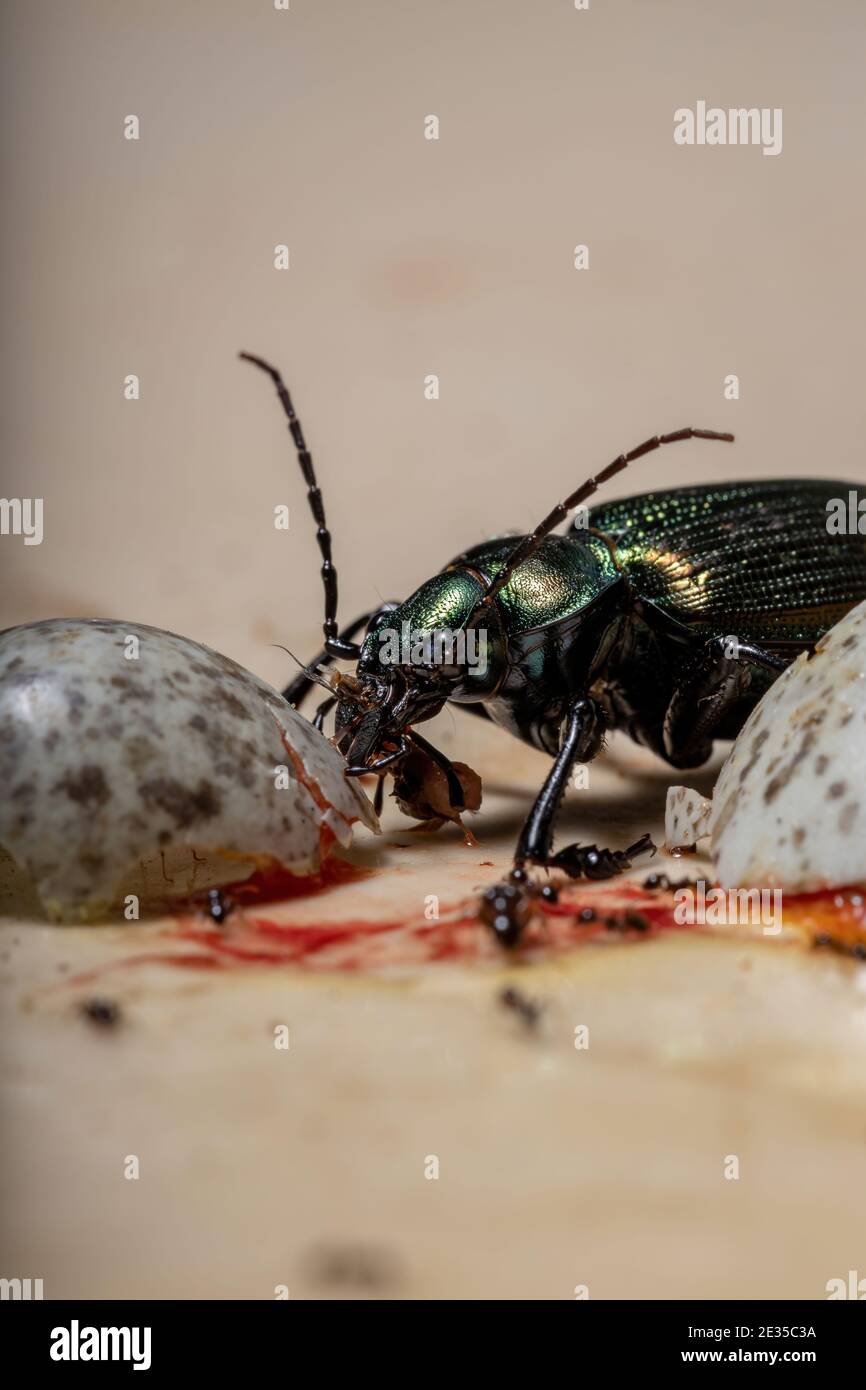 Adult Caterpillar hunter Beetle of the species Calosoma alternans Stock ...