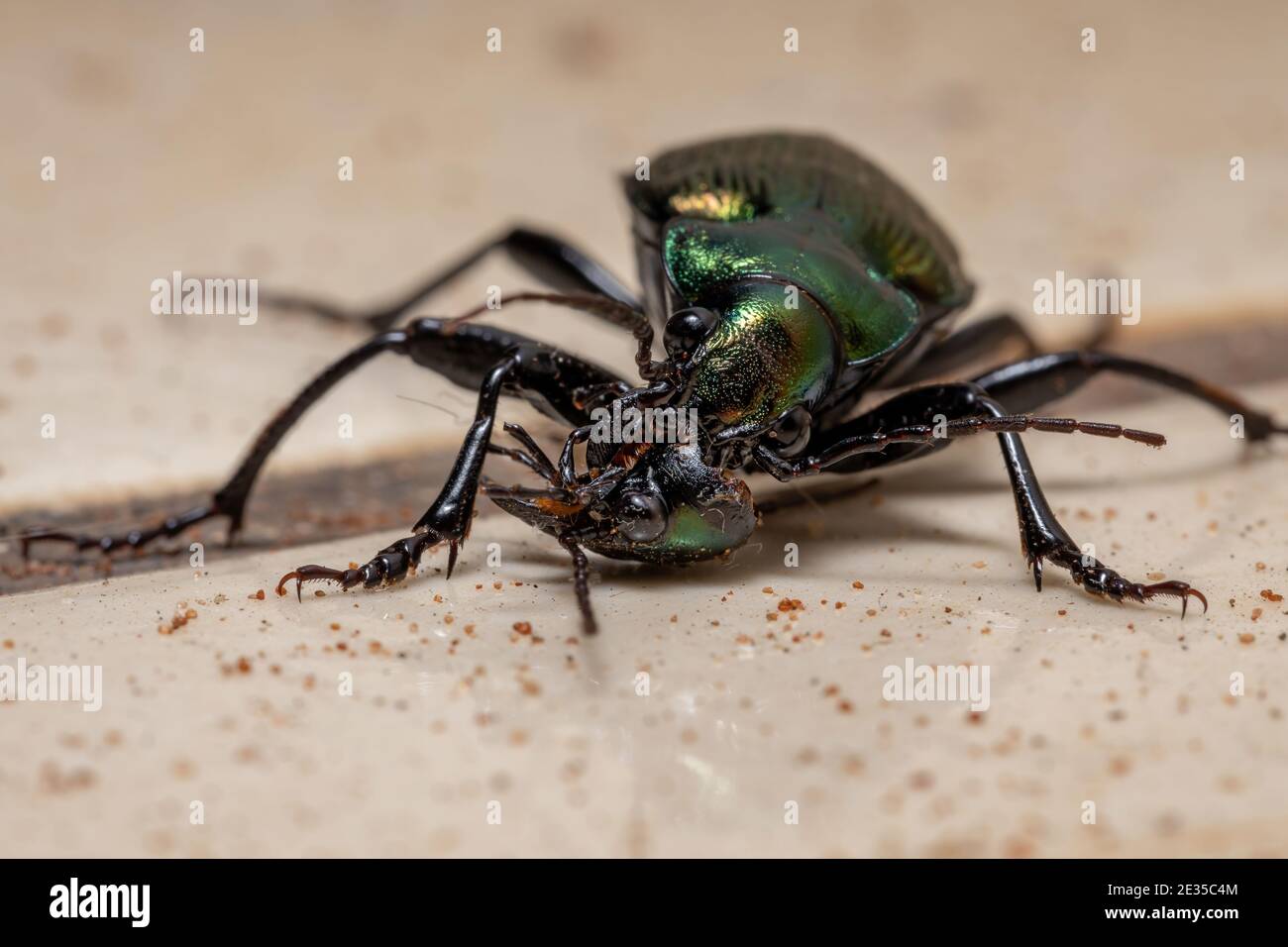 Adult Caterpillar hunter Beetle of the species Calosoma alternans doing ...