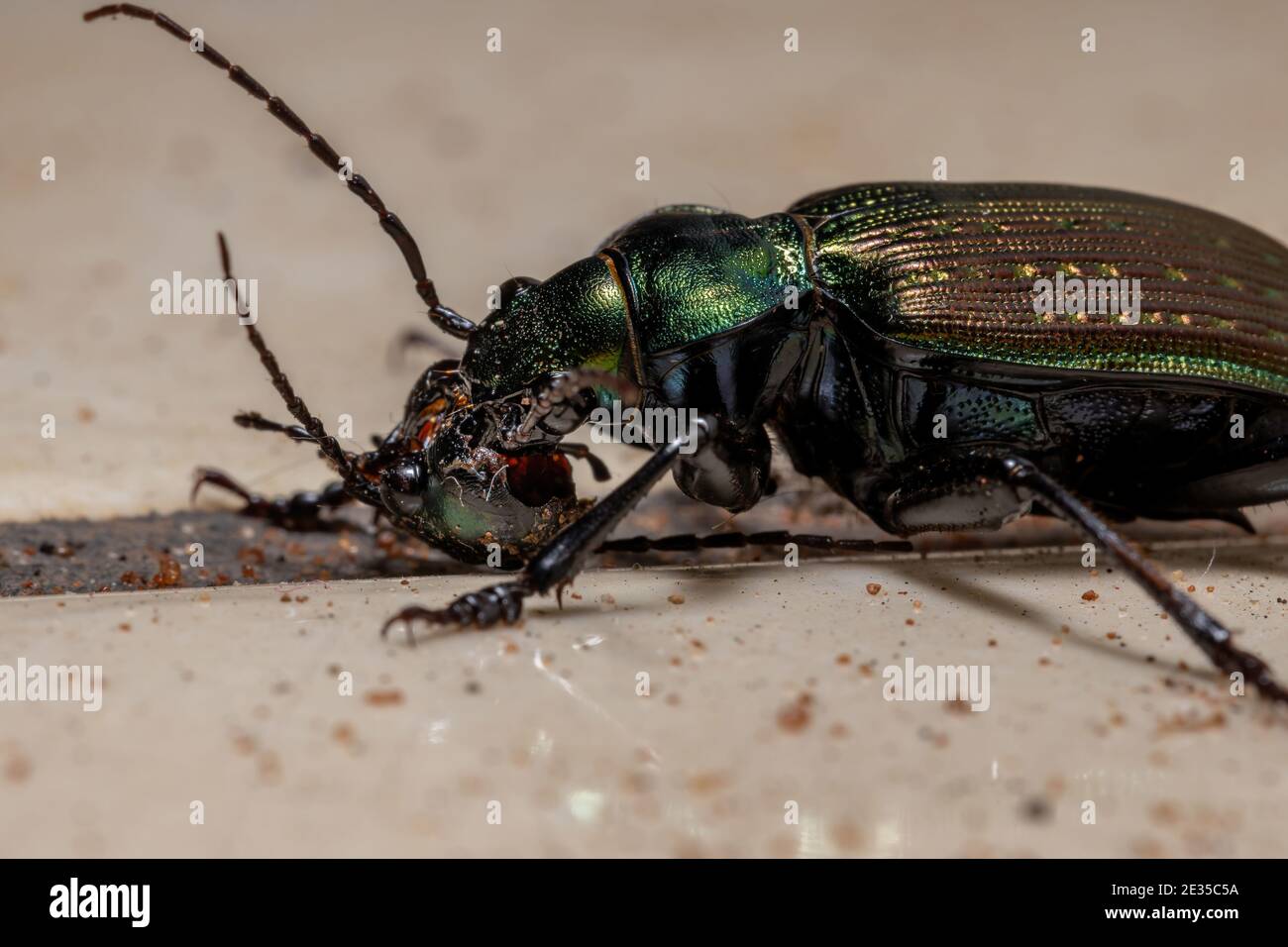 Adult Caterpillar hunter Beetle of the species Calosoma alternans doing ...