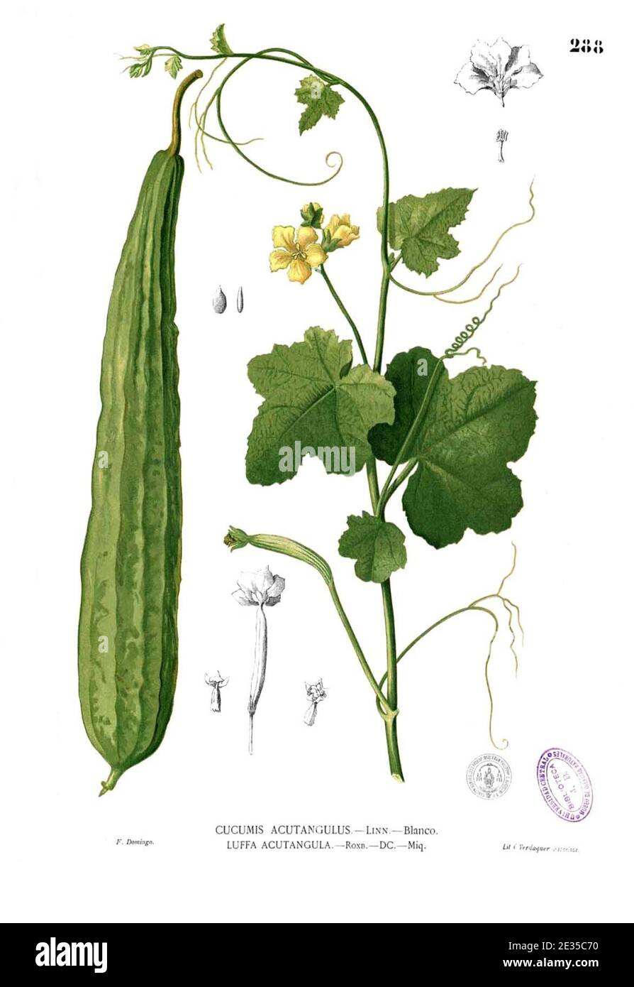 Luffa tree hi-res stock photography and images - Alamy