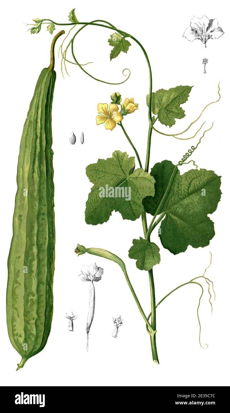 Luffa tree Cut Out Stock Images & Pictures - Alamy