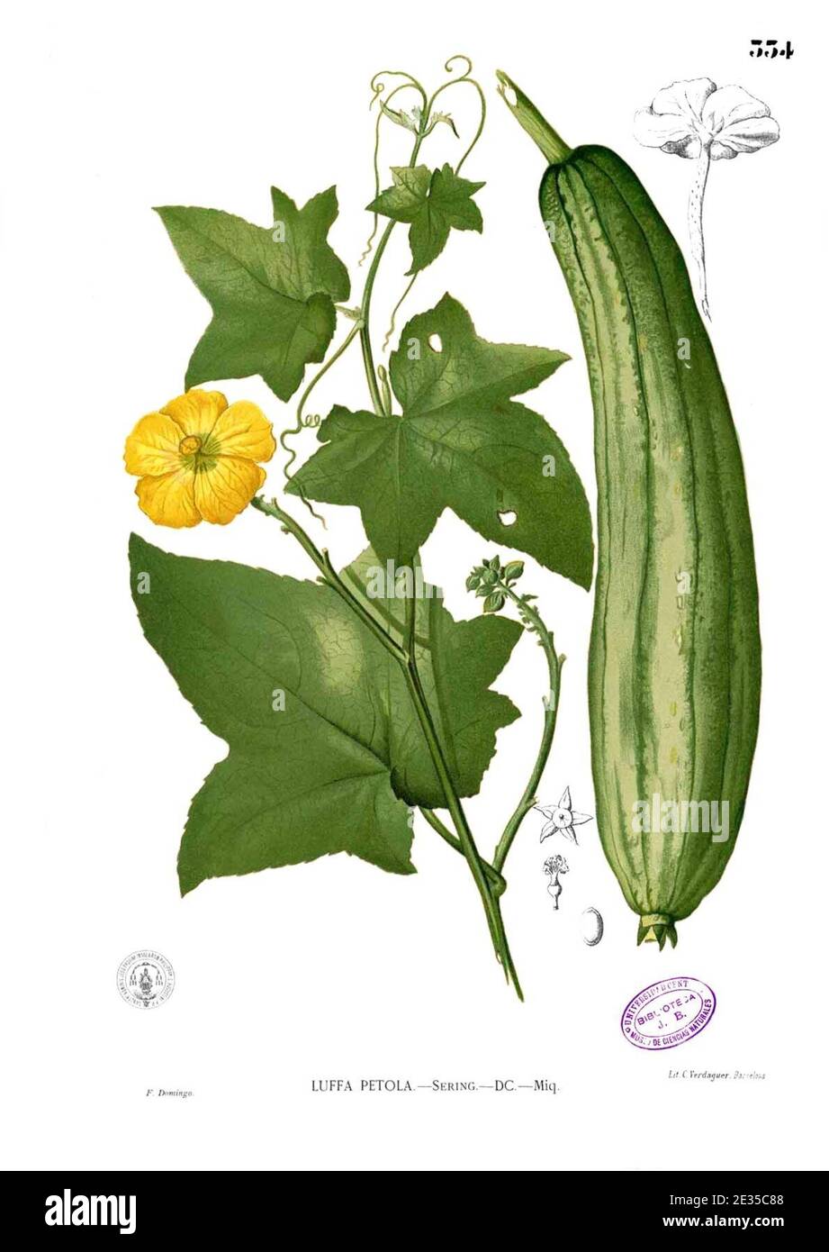 Luffa aegyptiaca Blanco2.334 Stock Photo - Alamy