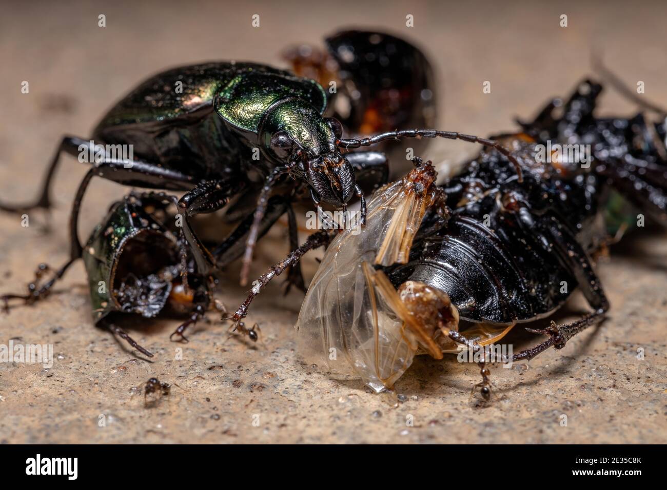 Adult Caterpillar hunter Beetle of the species Calosoma alternans doing ...