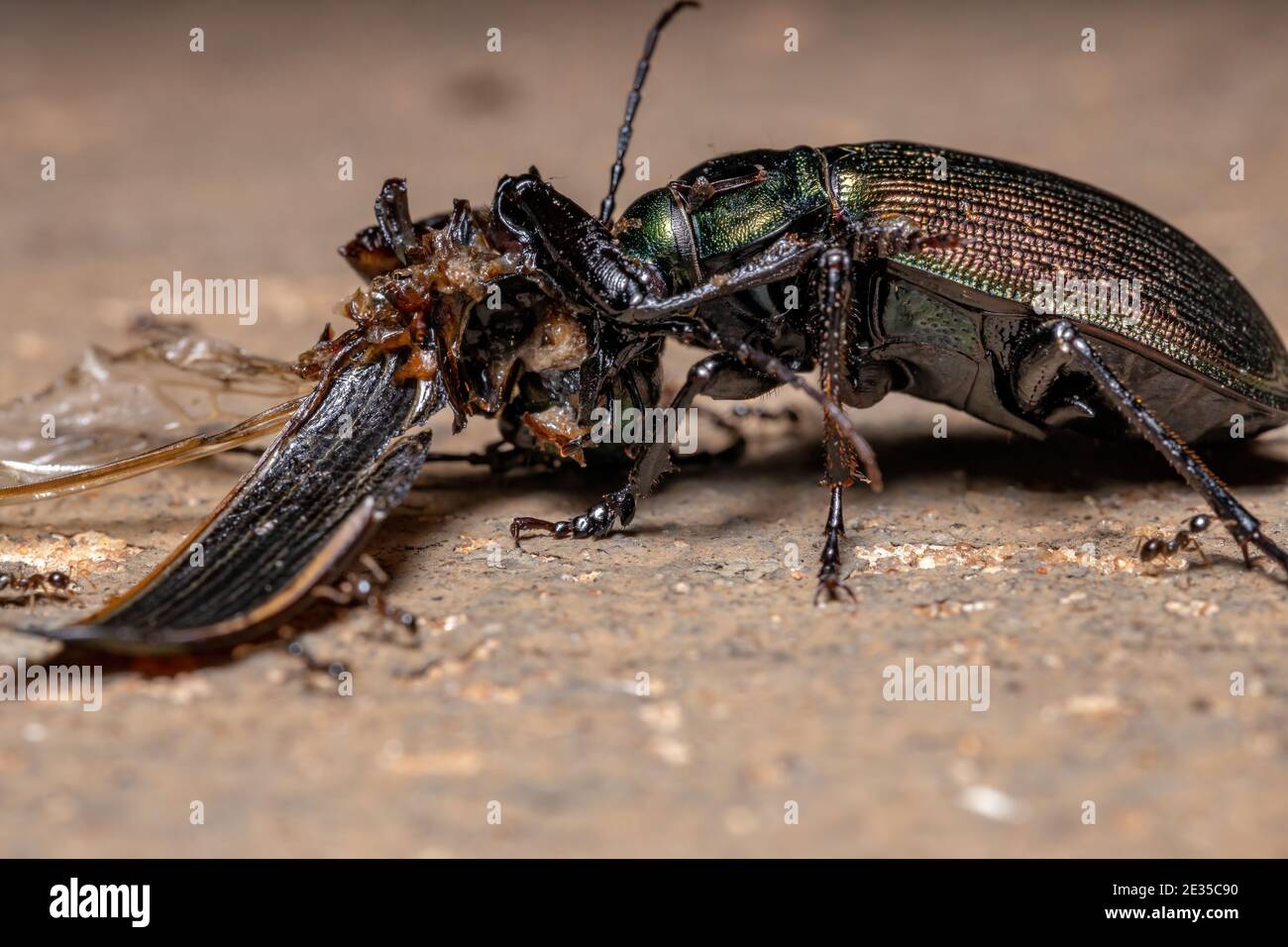 Adult Caterpillar hunter Beetle of the species Calosoma alternans doing ...