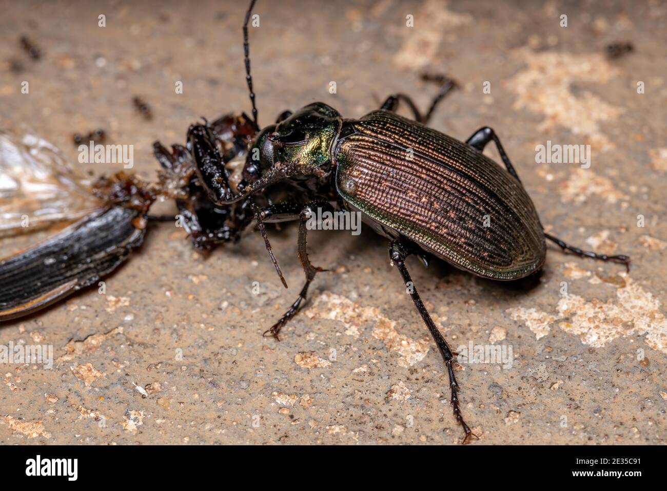 Adult Caterpillar hunter Beetle of the species Calosoma alternans doing ...