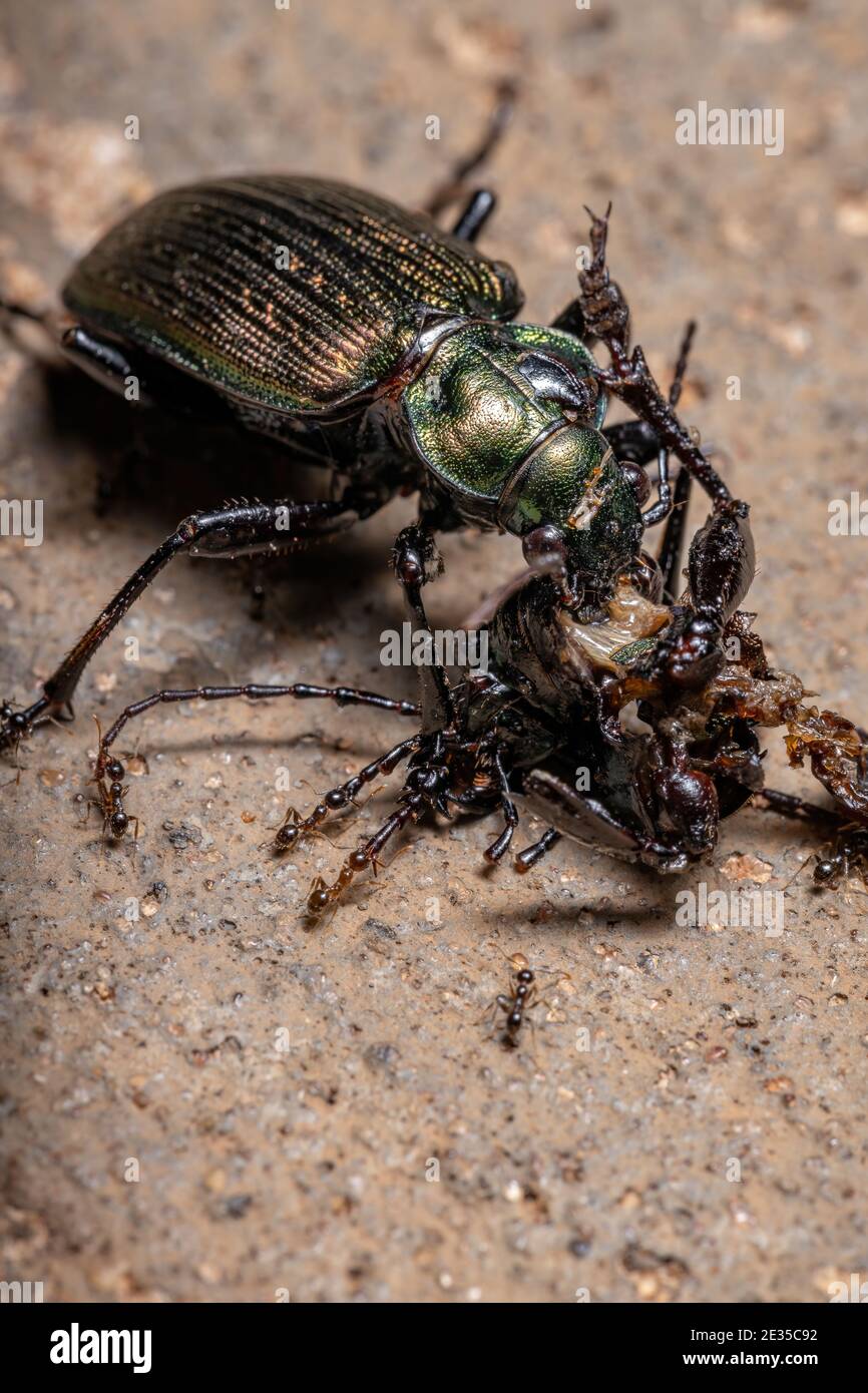 Adult Caterpillar hunter Beetle of the species Calosoma alternans doing ...
