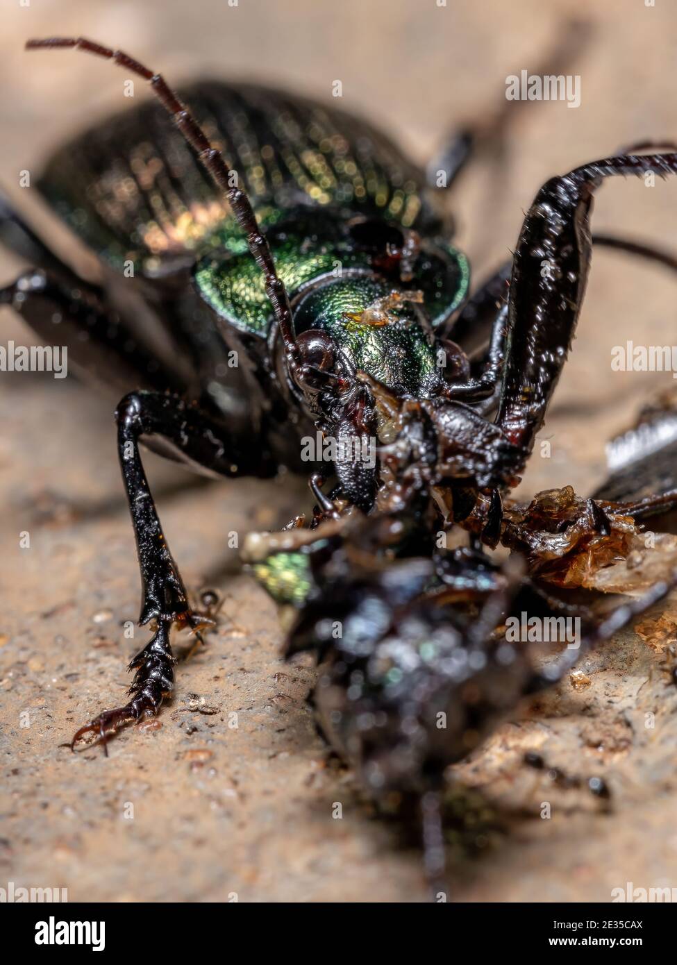 Adult Caterpillar hunter Beetle of the species Calosoma alternans doing ...