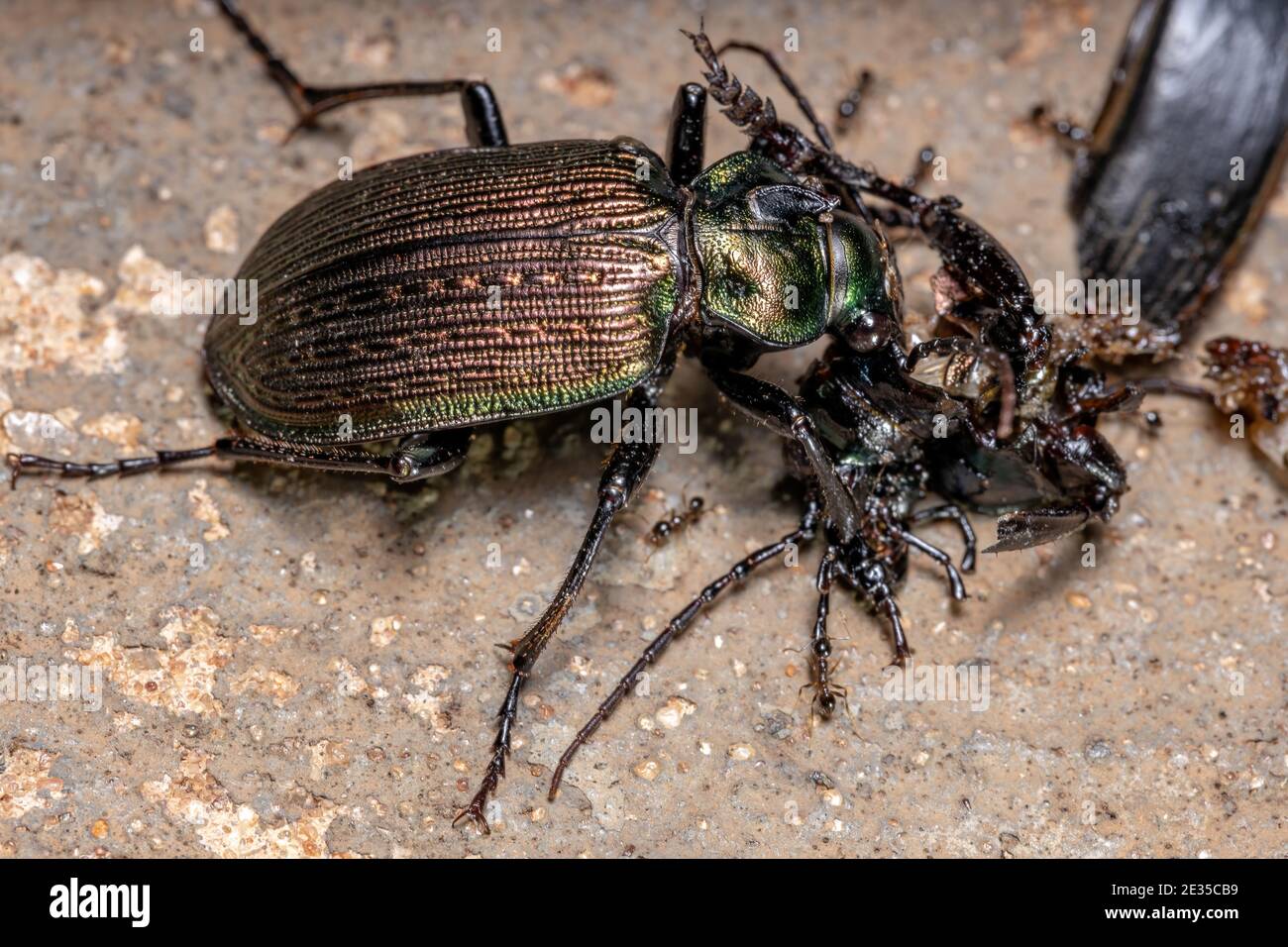 Adult Caterpillar hunter Beetle of the species Calosoma alternans doing ...