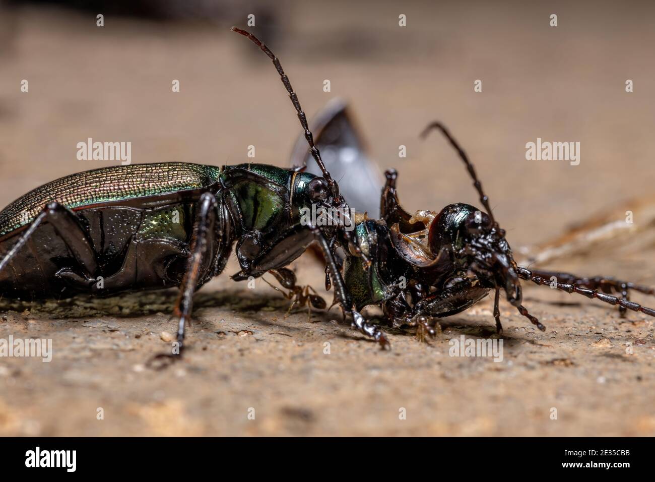 Adult Caterpillar hunter Beetle of the species Calosoma alternans doing ...