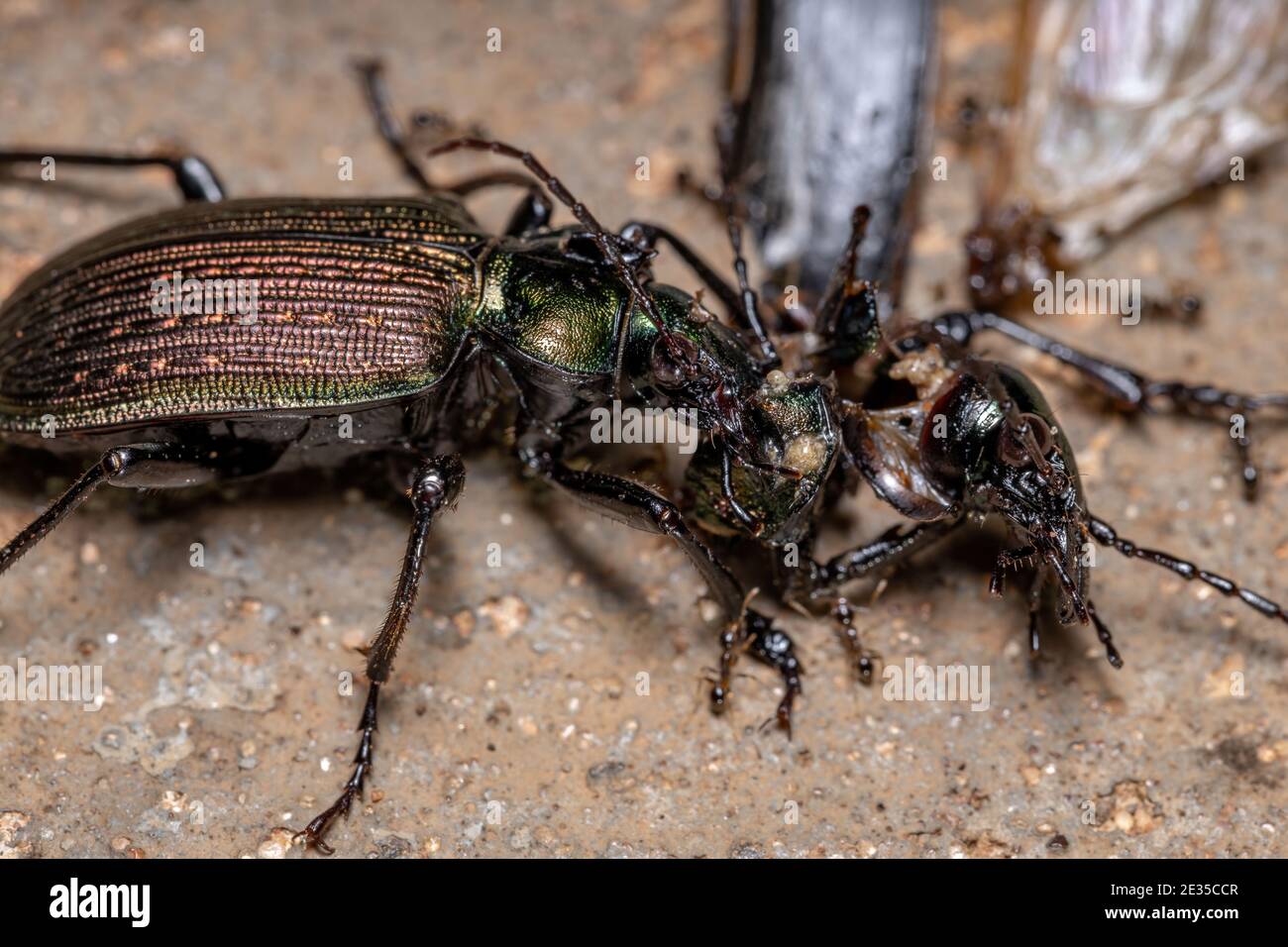 Adult Caterpillar hunter Beetle of the species Calosoma alternans doing ...