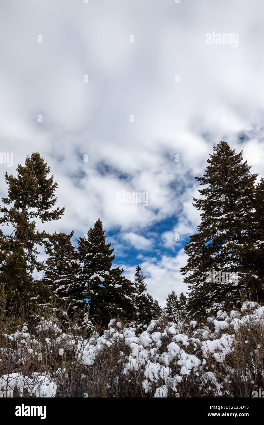 Snow on Trees Stock Photo - Alamy