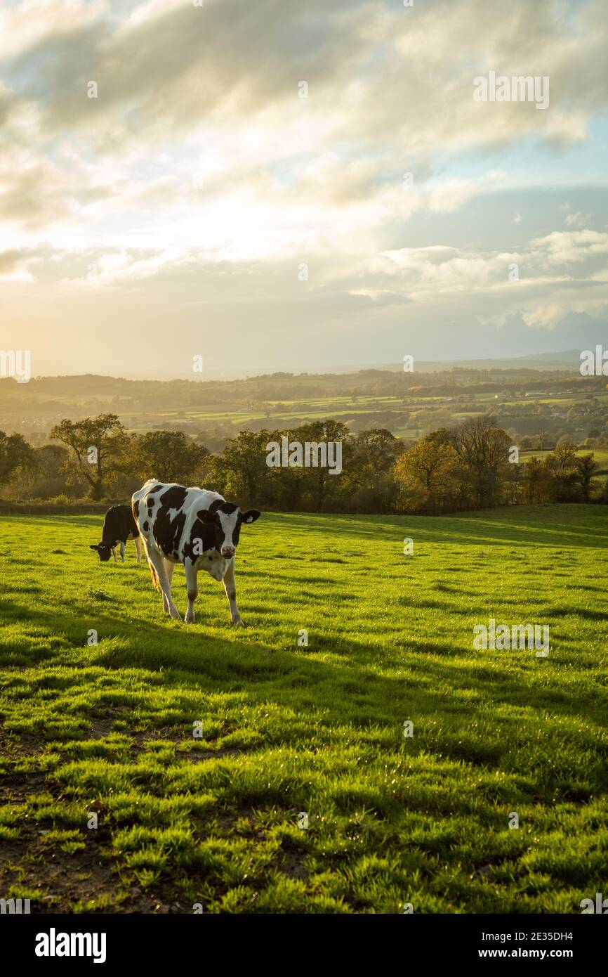 Friesian dairy cow in green field of grass pasture at sunset or sunrise ...