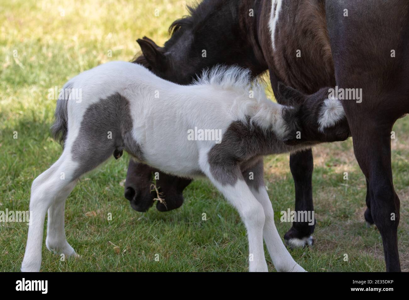 Horse Drinking Milk Stock Photo - Alamy