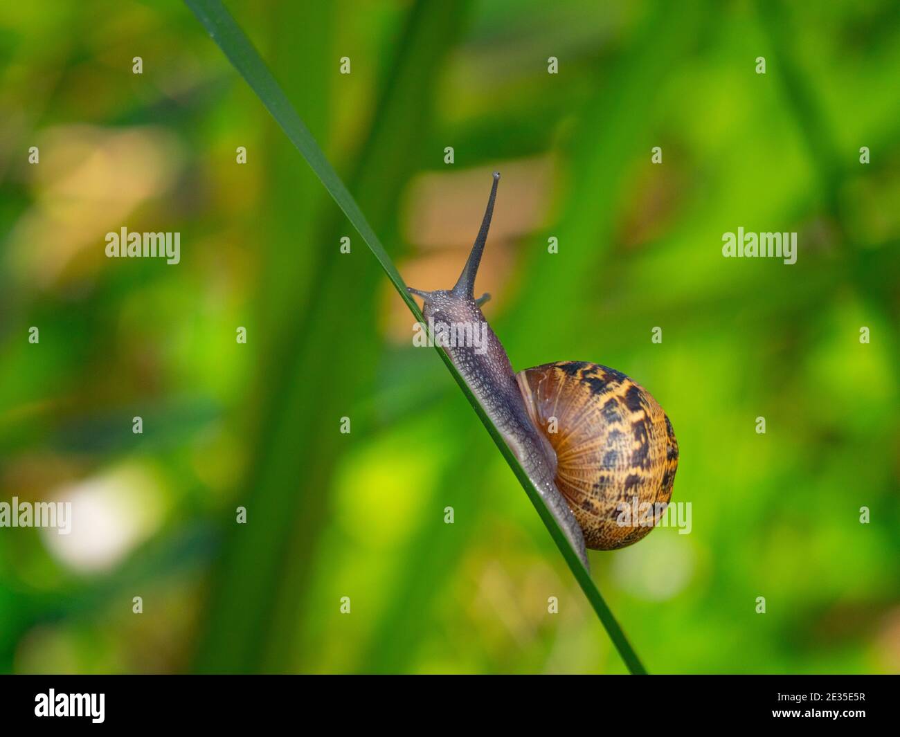 Common garden snail, Cornu aspersum, with body extended and shell ...